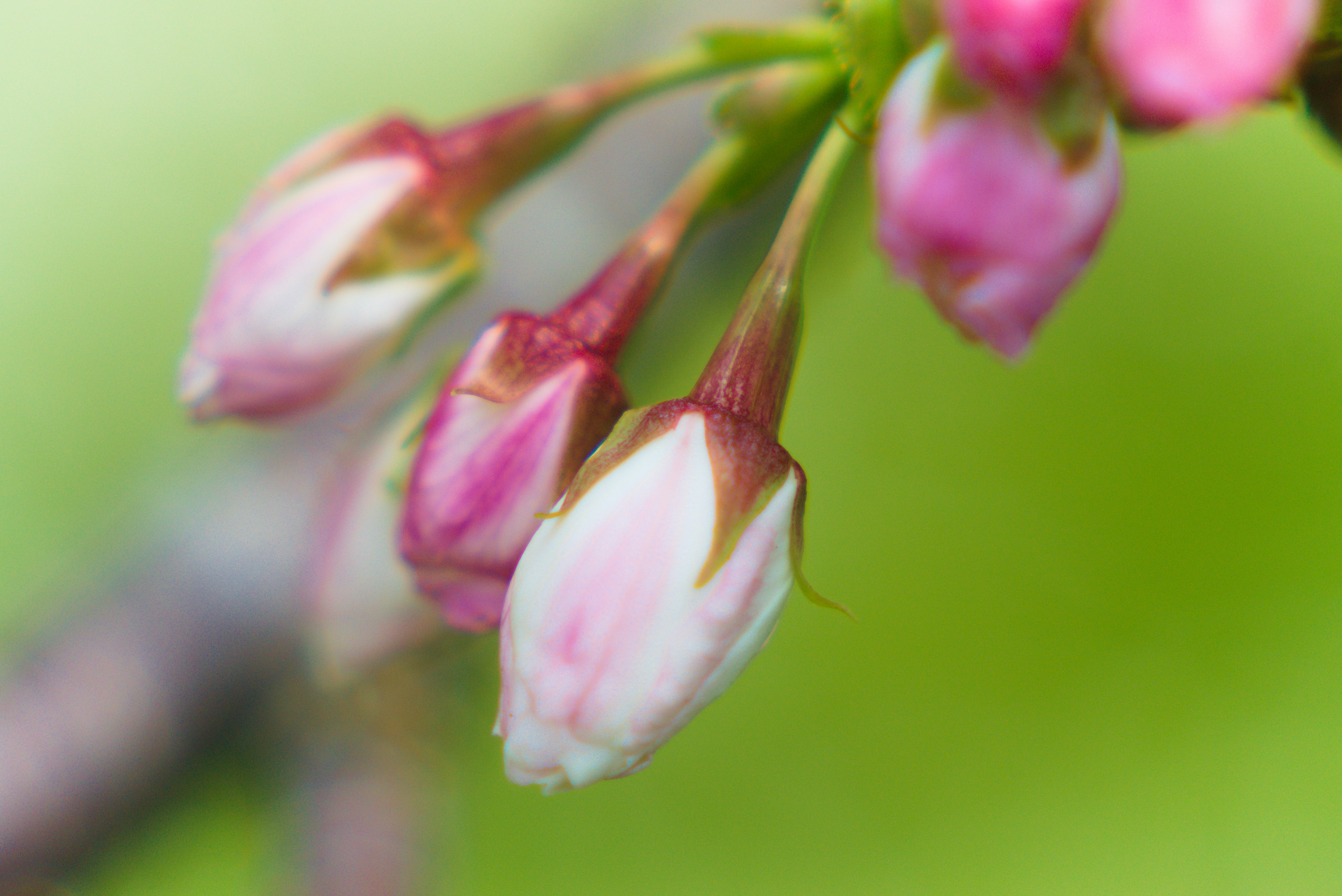 a close up of a flower on a tree branch