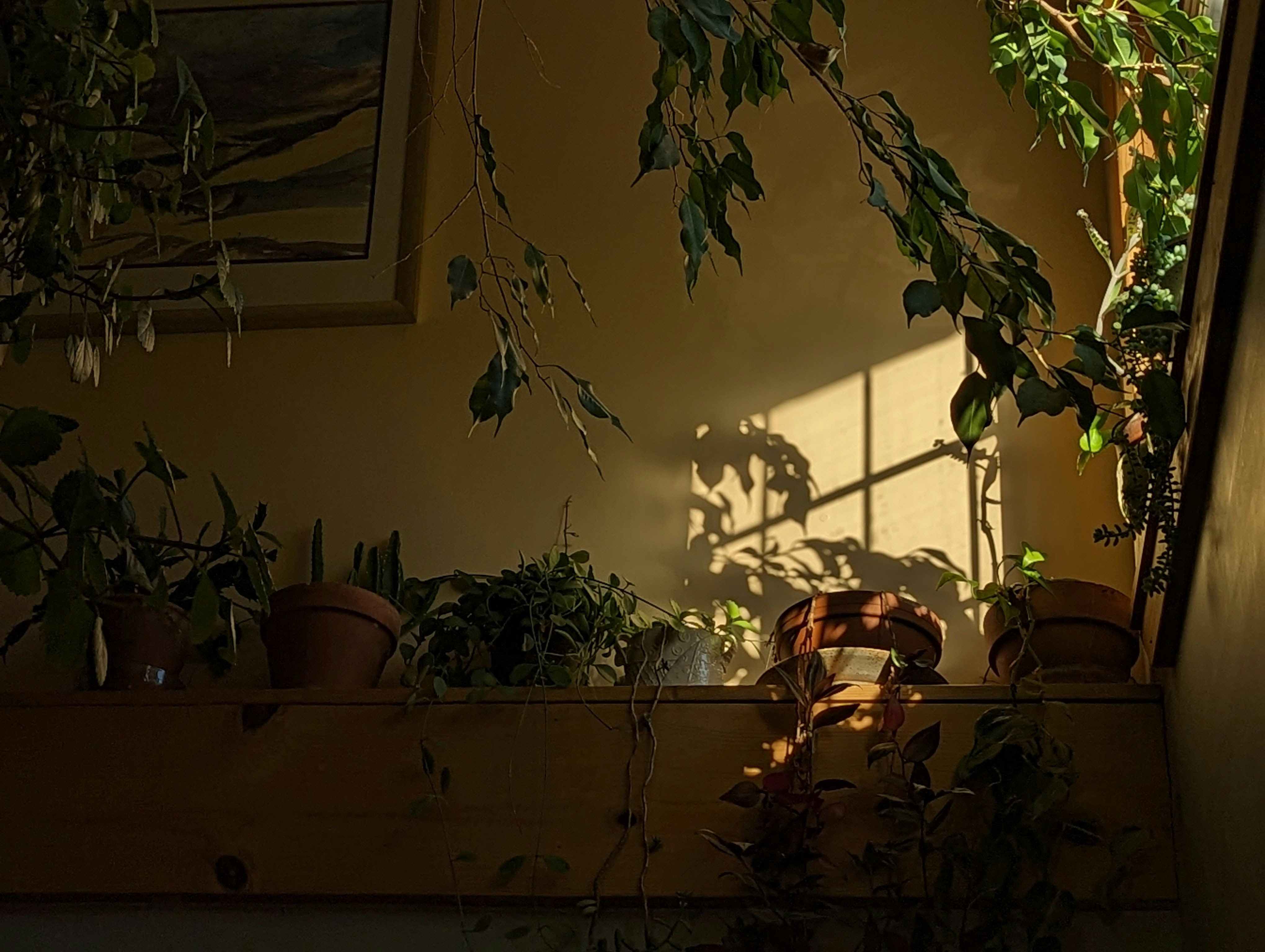 Interior scene with hanging vines and potted plants on a wooden shelf. Sunlight creates a sharp rectangular patch on the wall, highlighting light and shadow over the greenery.