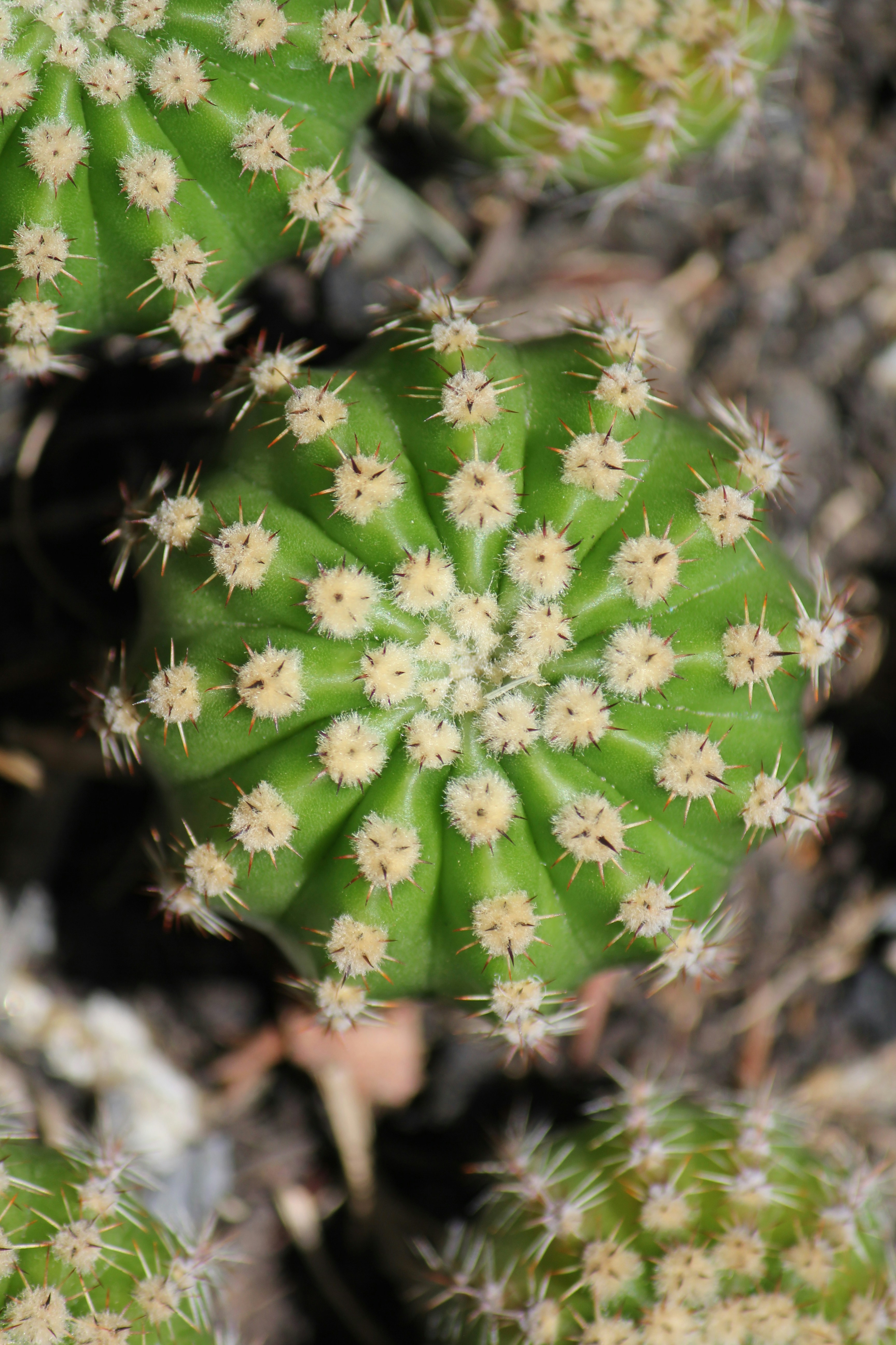 Spine Starbursts: A Macro Portrait of Desert Cactus Rosettes