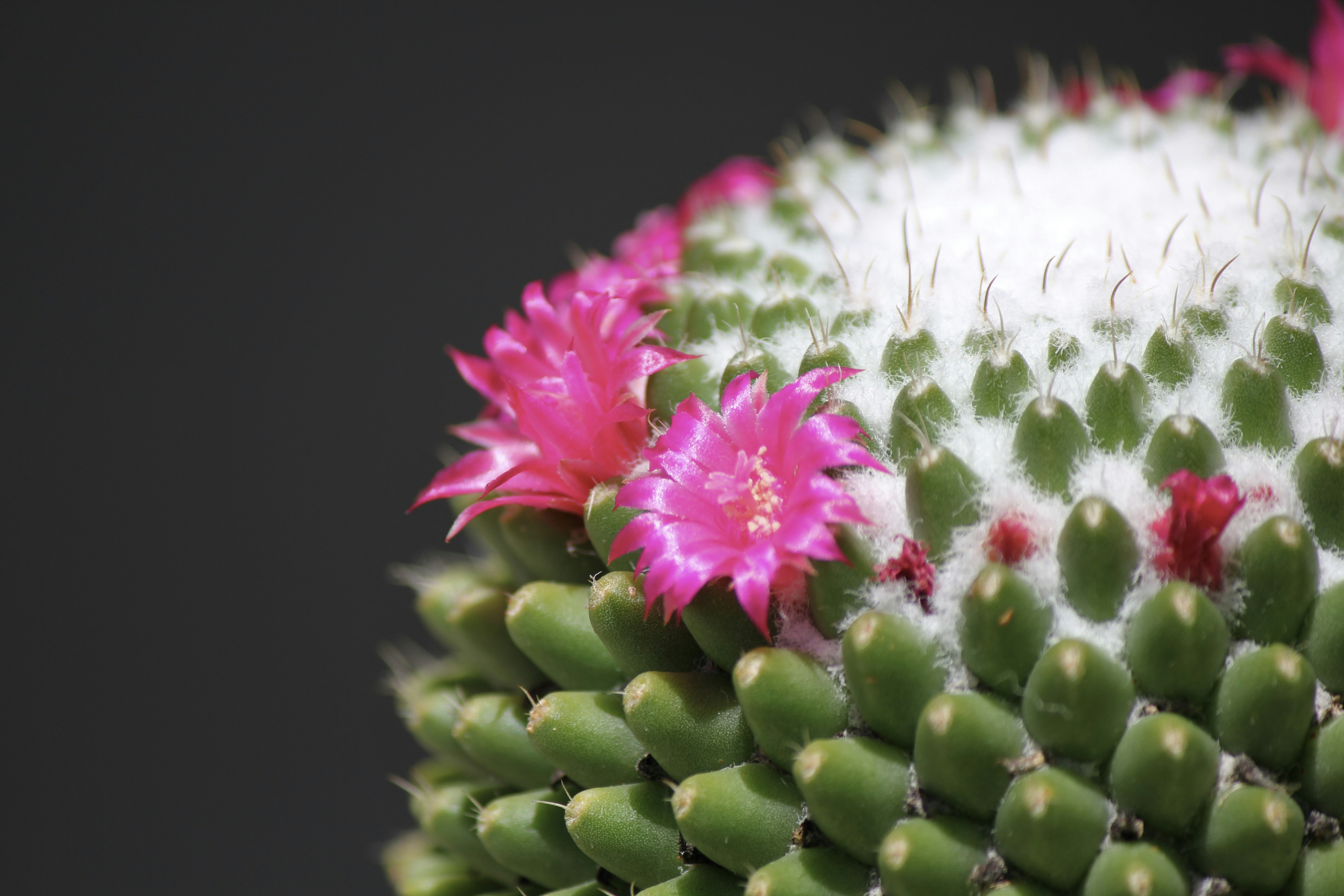 Blush on a Globe: Pink Blossoms Crown a Prickly Jewel