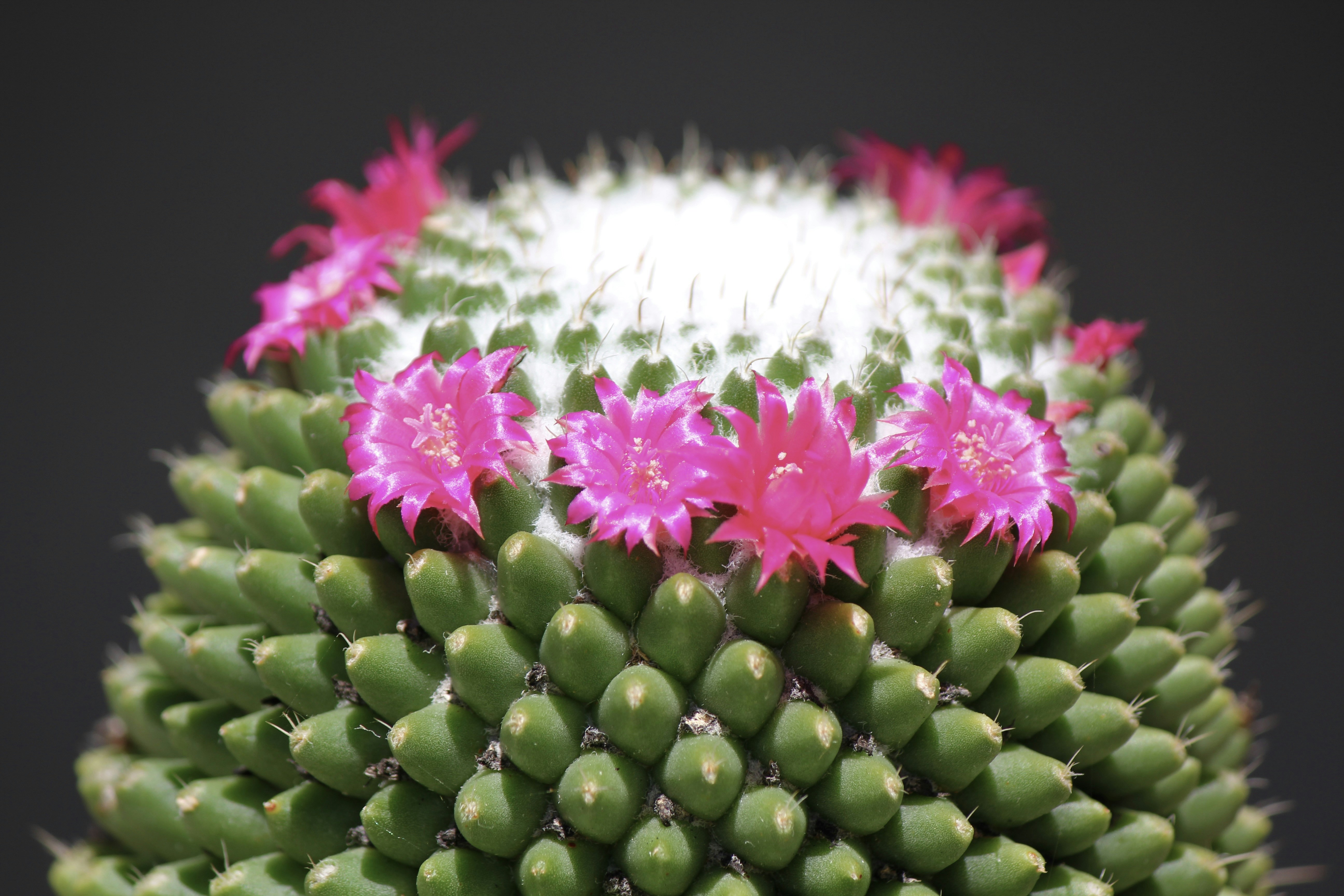 Pink Crown atop a Barrel: Fresh Blooms on a Spiny Globe