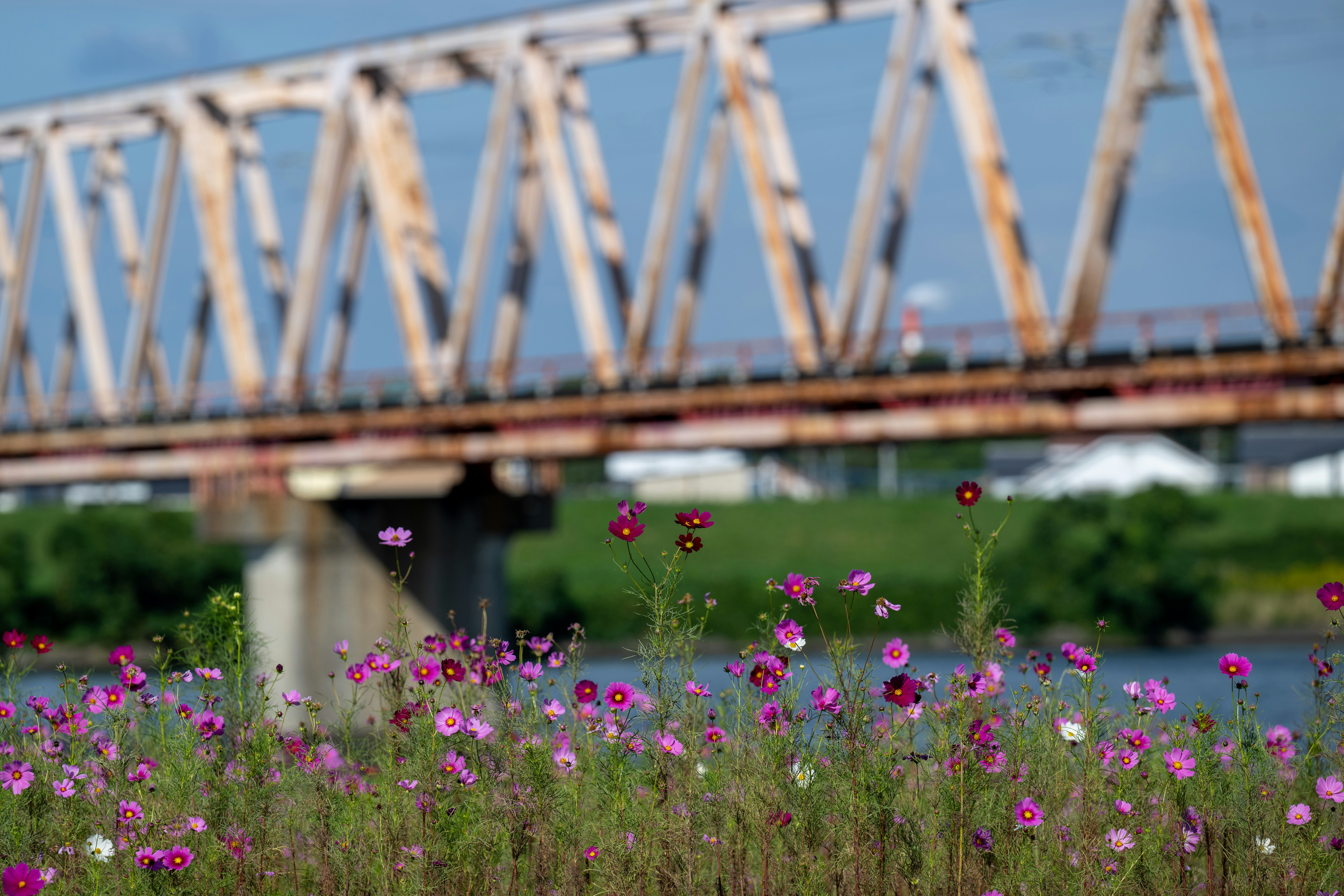 Petals Under Steel: Wildflowers Framing a Quiet Bridge