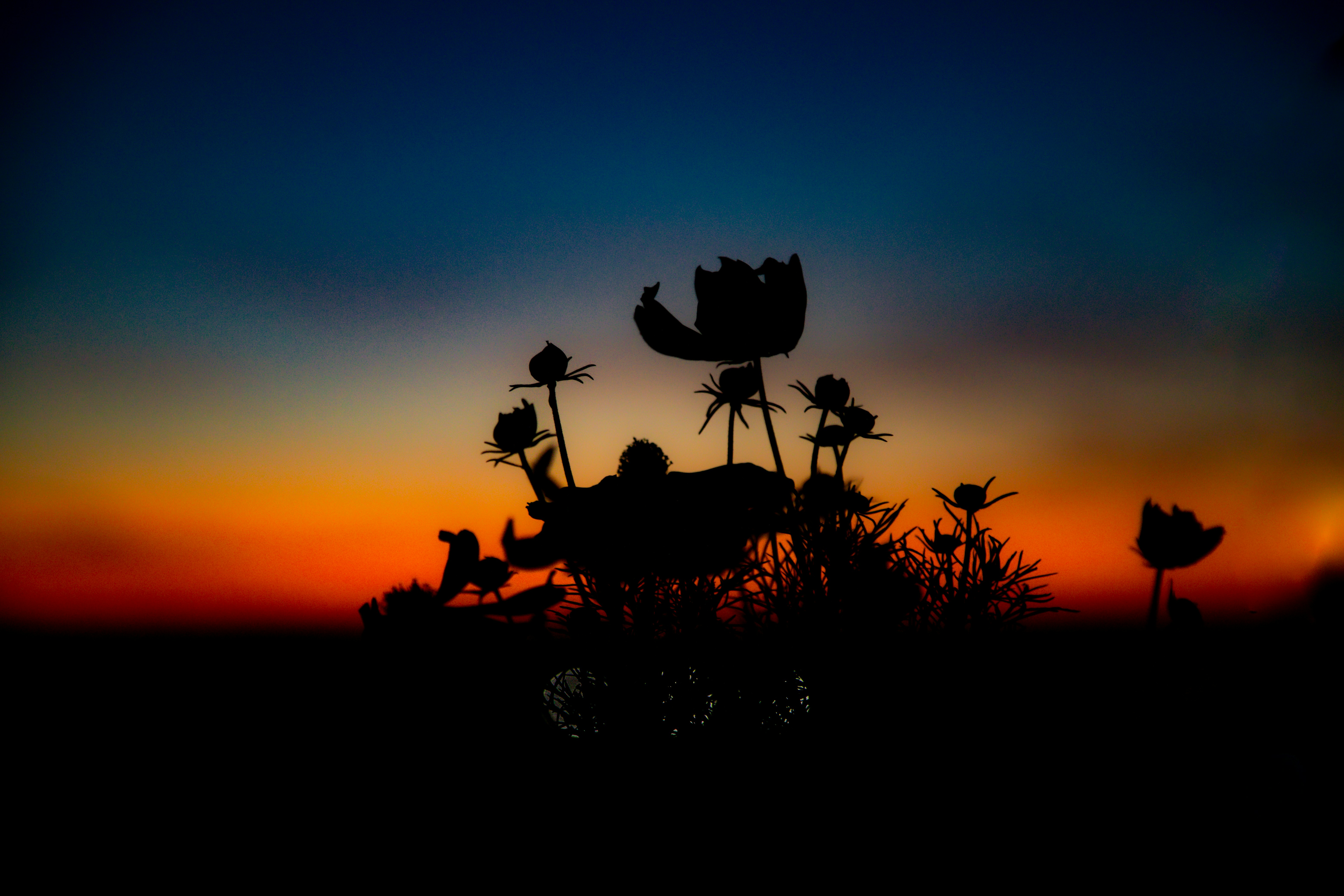 Flower silhouette with sunset in background