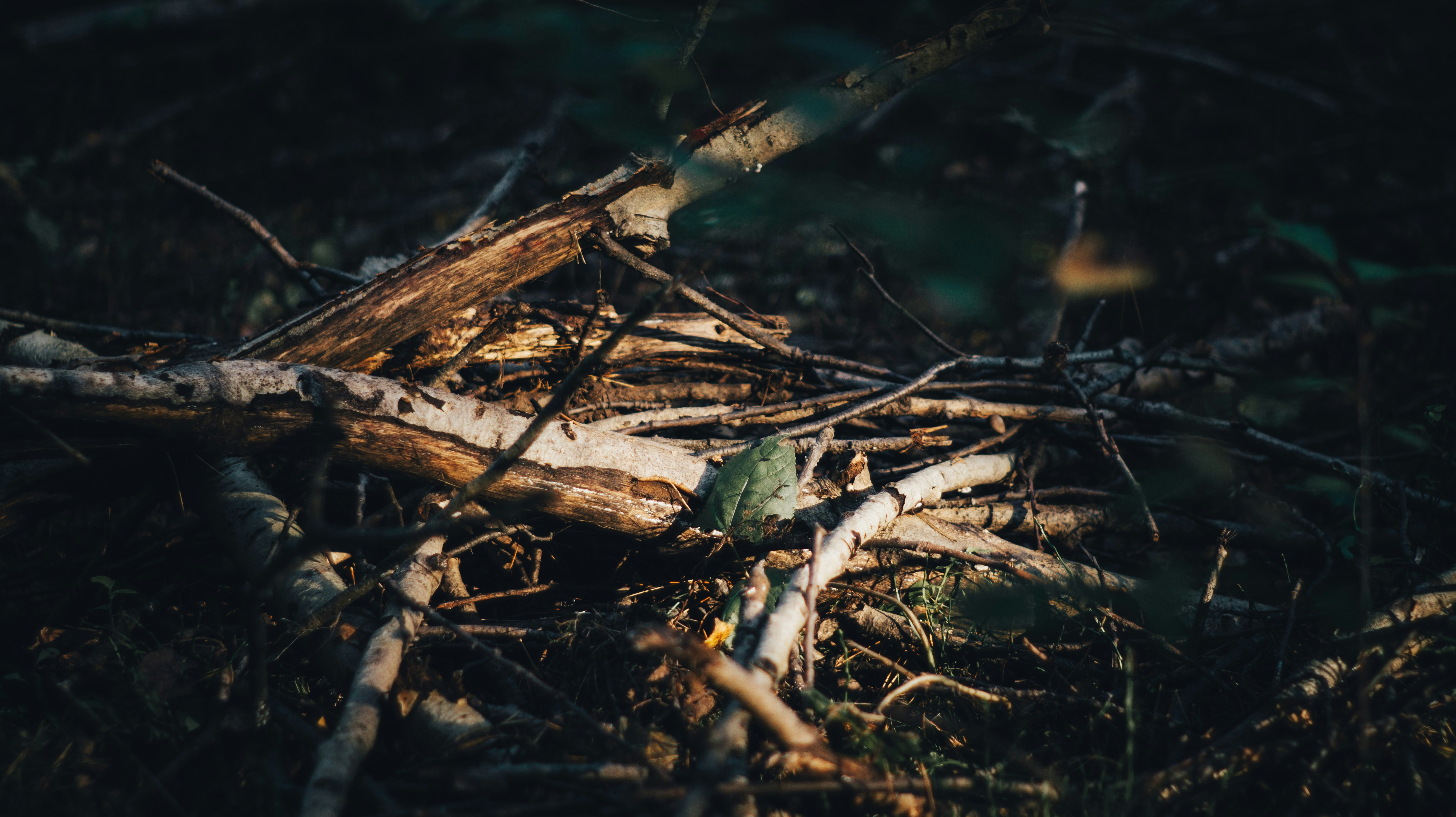 A bunch of branches that are laying on the ground photo – Free Poland ...