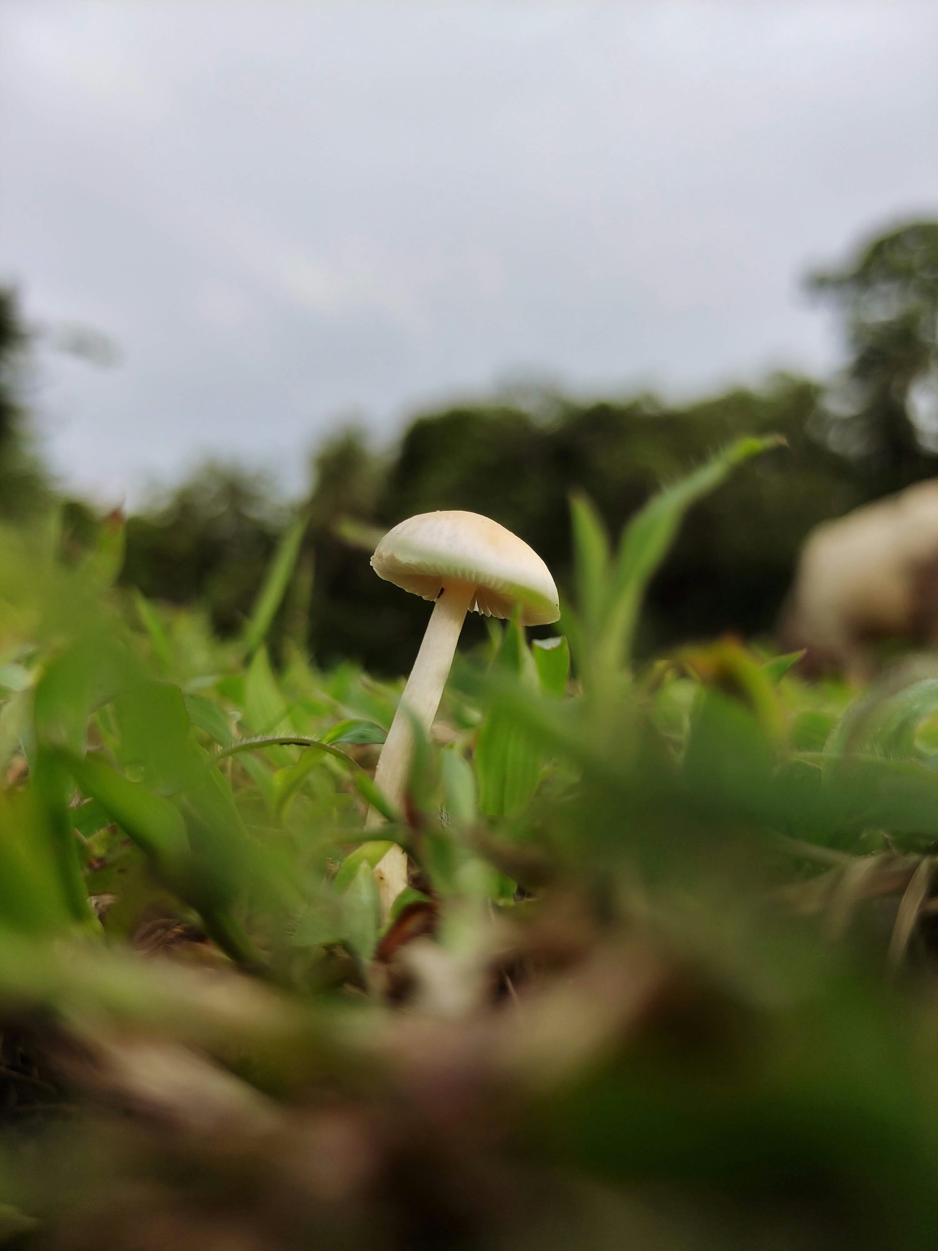 Mushroom Sentinel: A Tiny Fungus in Sharp Focus