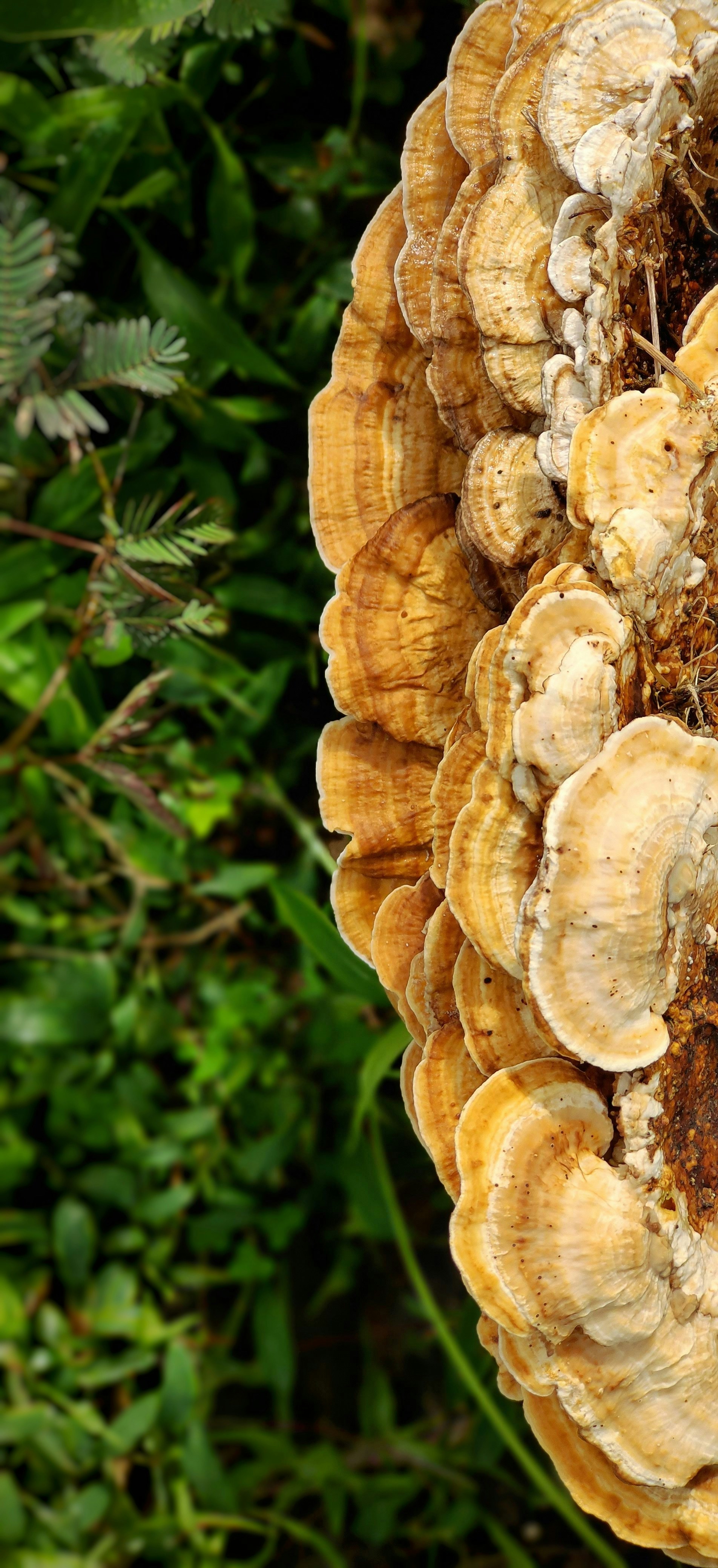 Vertical Mushroom Trellis: Golden bracket fungi marching up the trunk