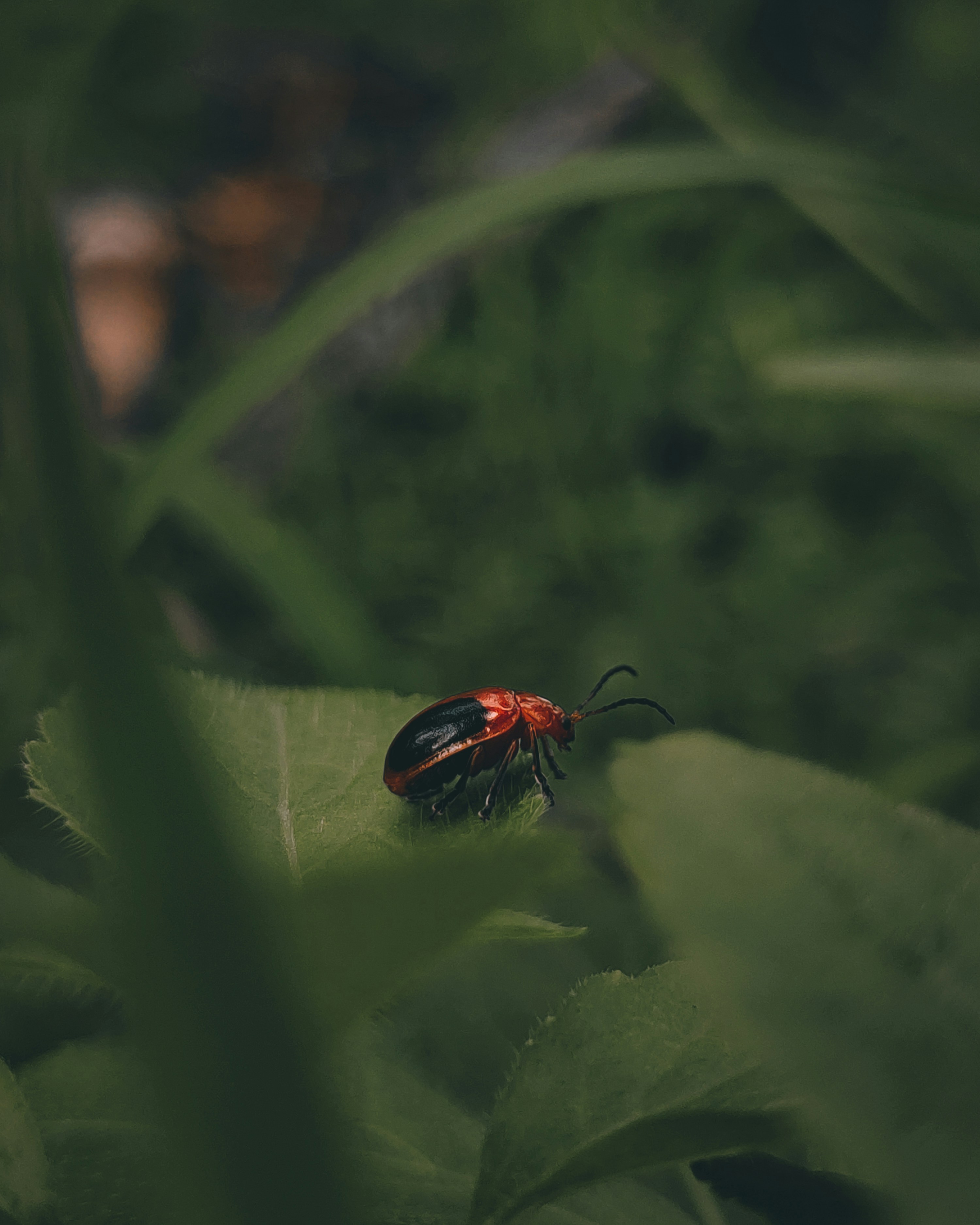 Red-and-Black Beetle on Leaf: A Moment of Quiet Camouflage