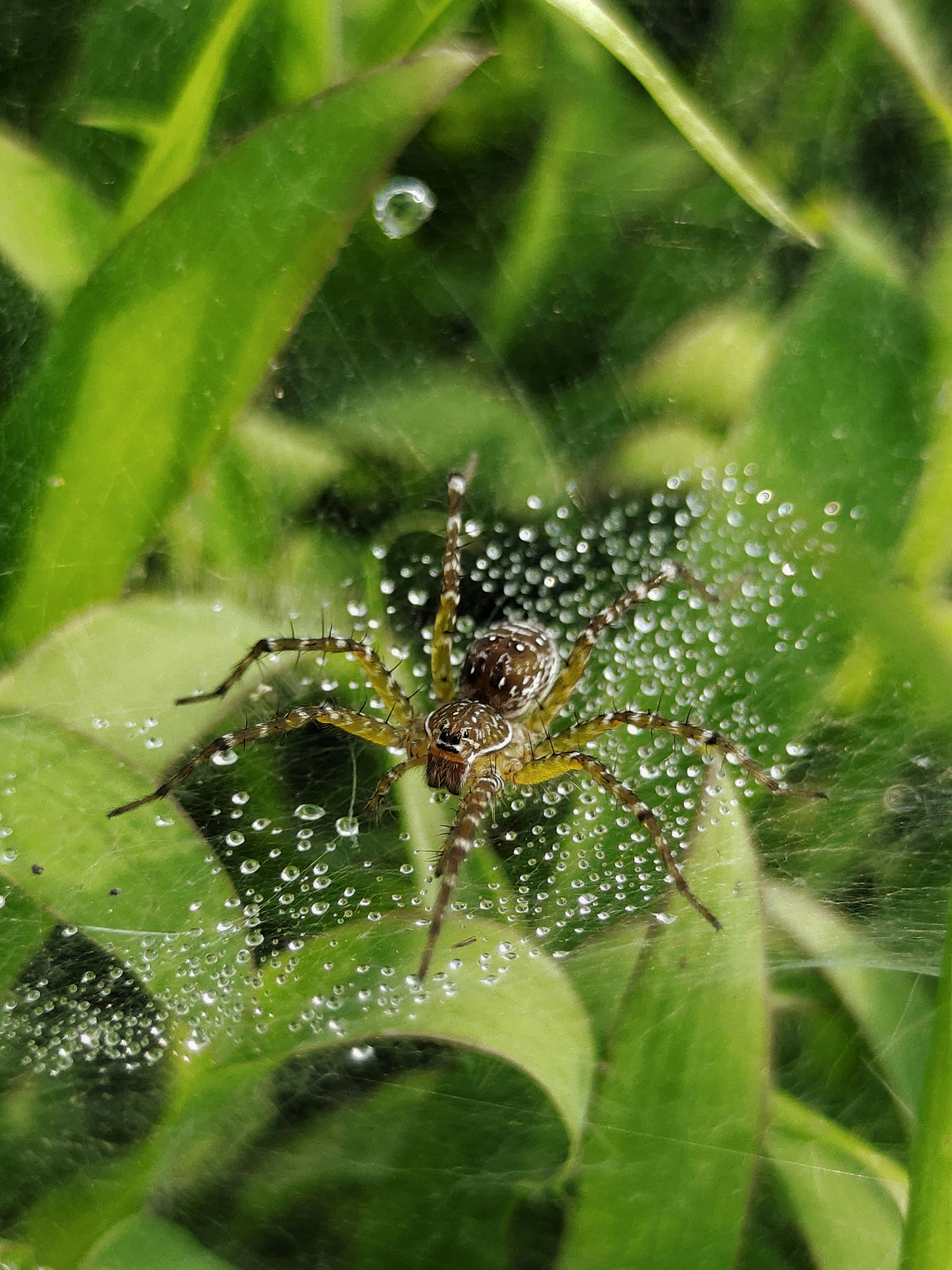 Web of Droplets: A Spider's Gossamer Centerpiece