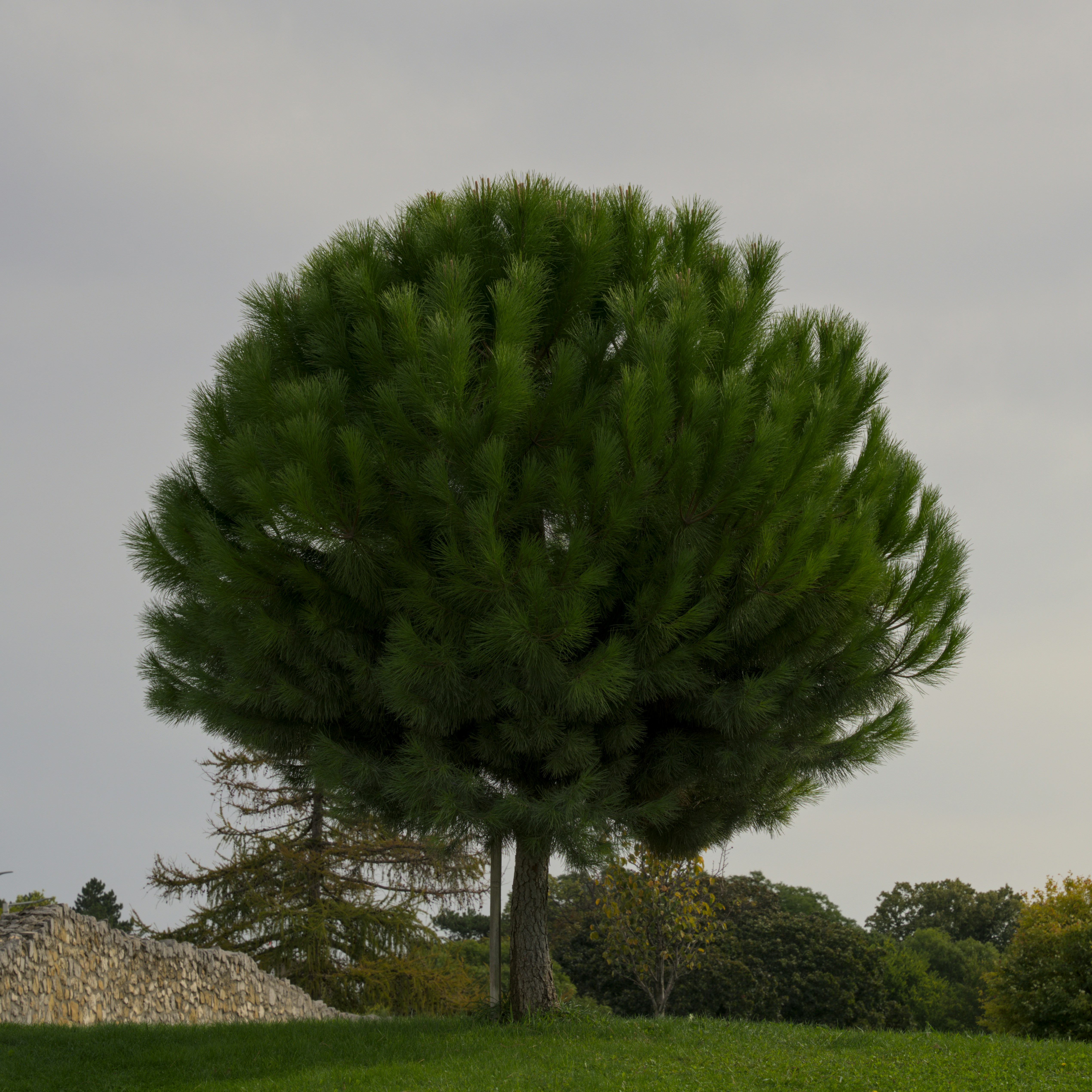 A large green tree sitting on top of a lush green field photo – Free ...