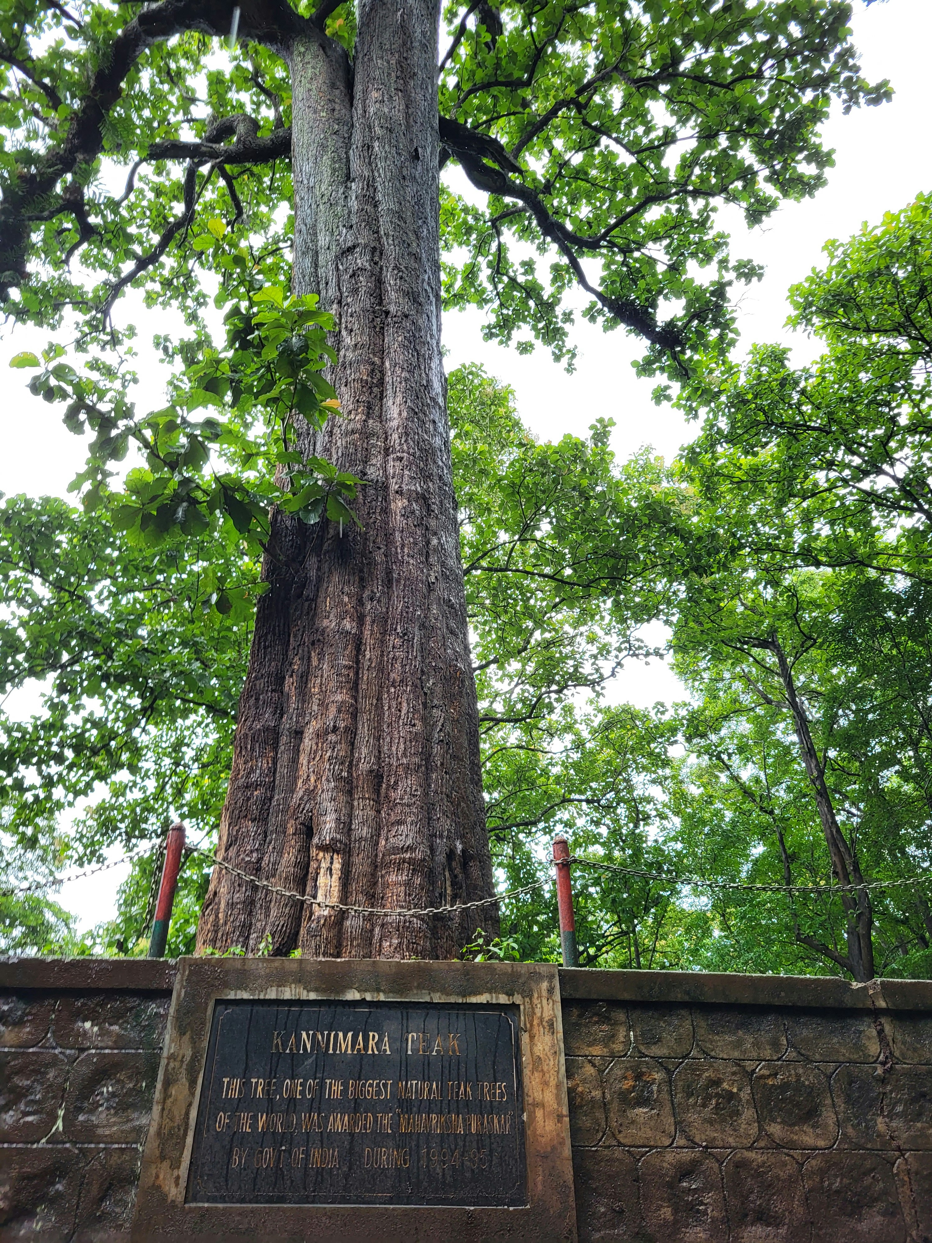 Ancient Cedar Sentinel Rising from a Stone Plinth