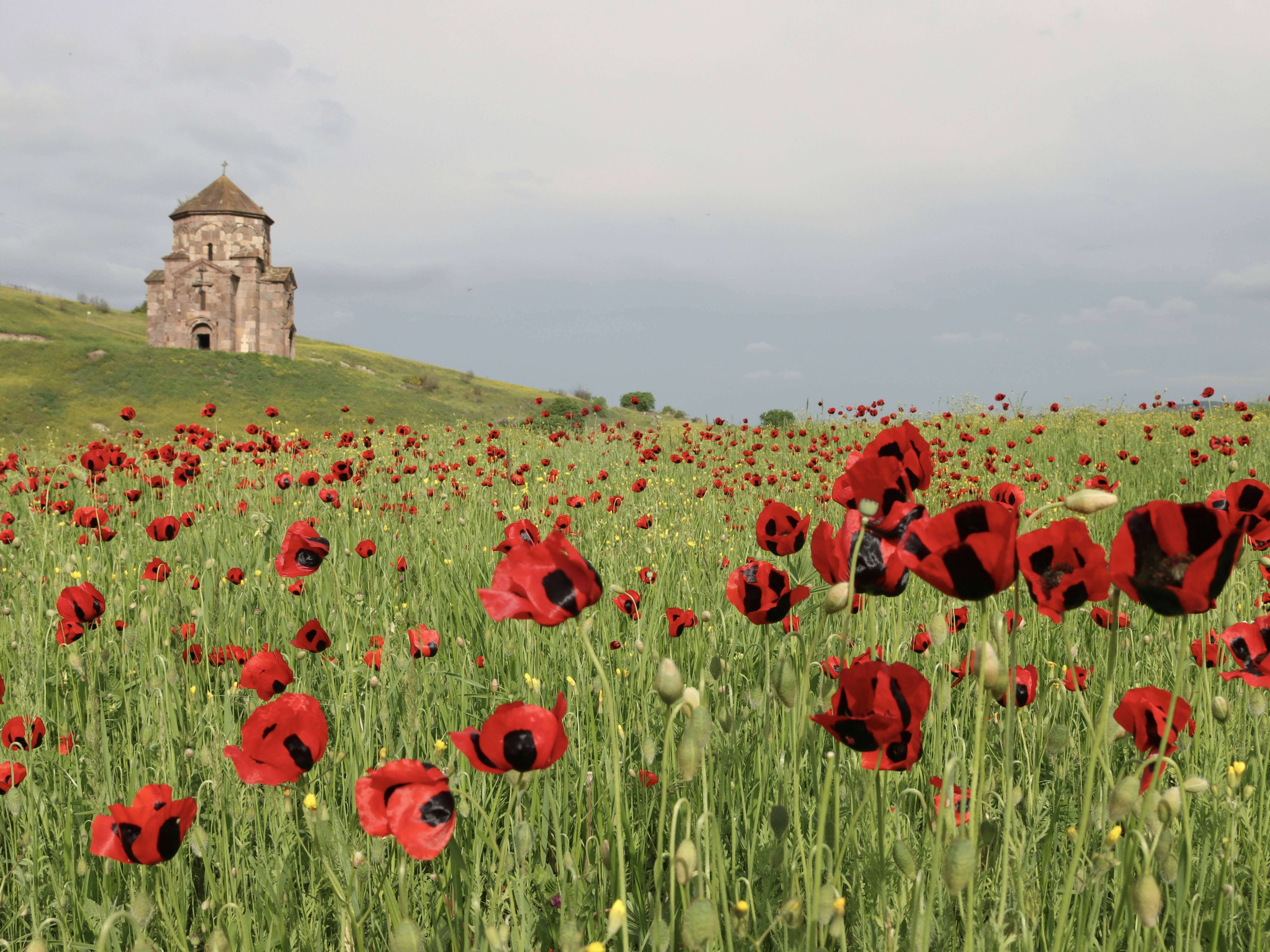 Un champ de fleurs rouges avec un château en arrière-plan photo – Photo ...
