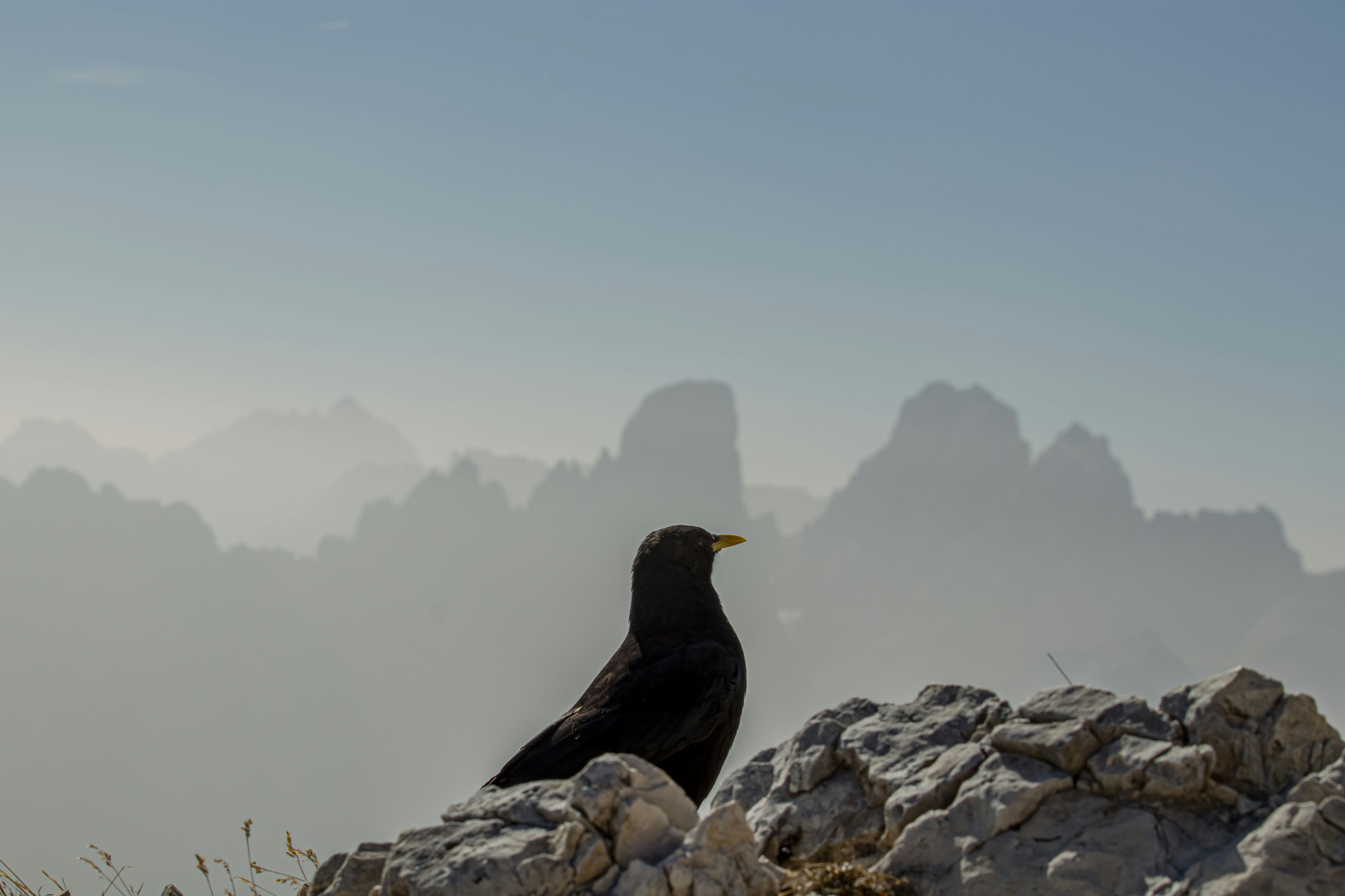 Alpine Sentinel: A Lone Crow Perches on Weathered Summit