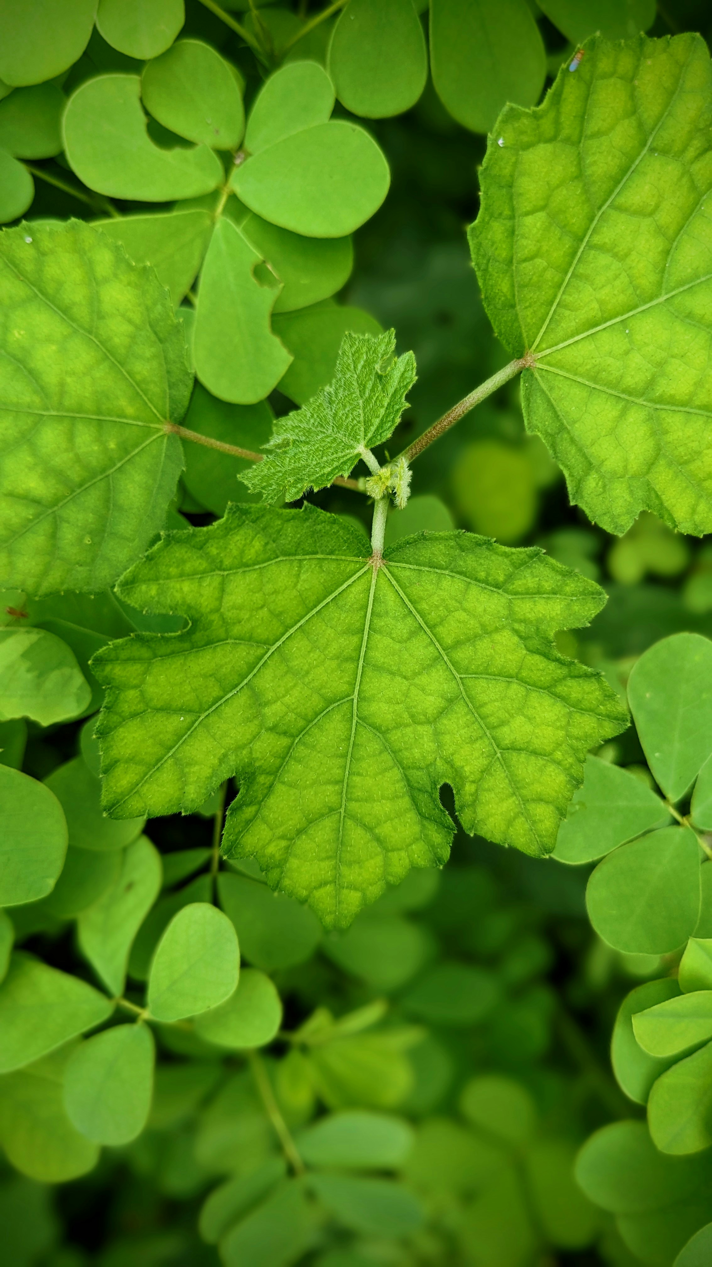 Close-up of a prominent leaf surrounded by smaller green foliage, showcasing intricate textures and vibrant hues. Perfect for nature enthusiasts.