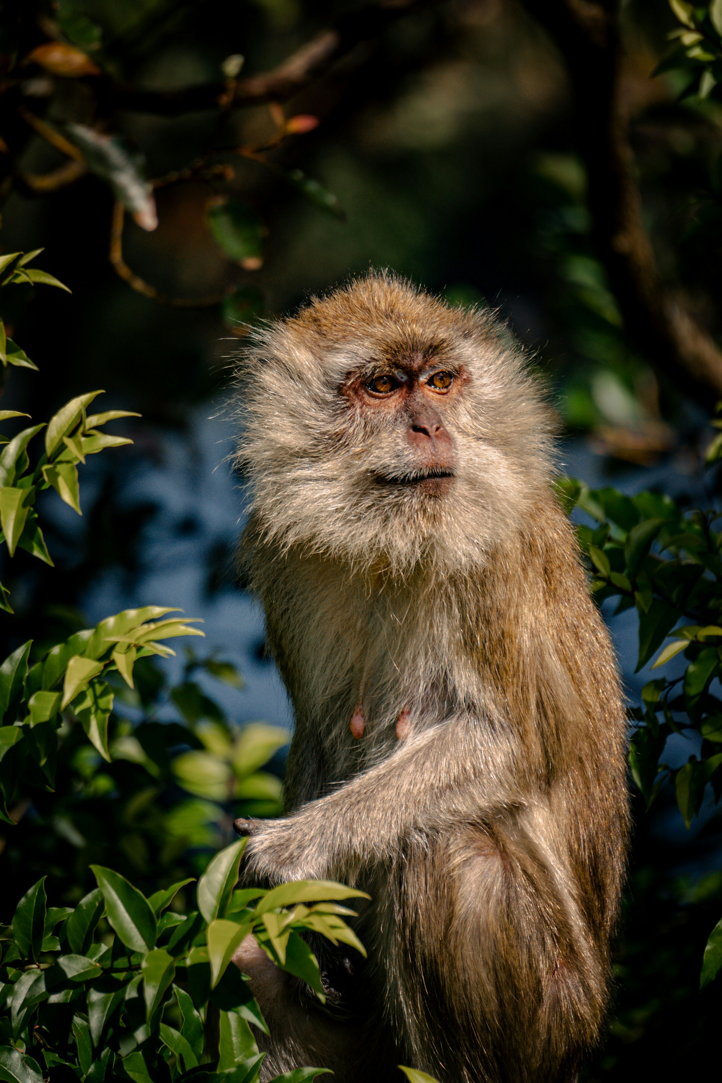 A monkey sitting on a tree branch in a forest photo – Free Mauritius ...