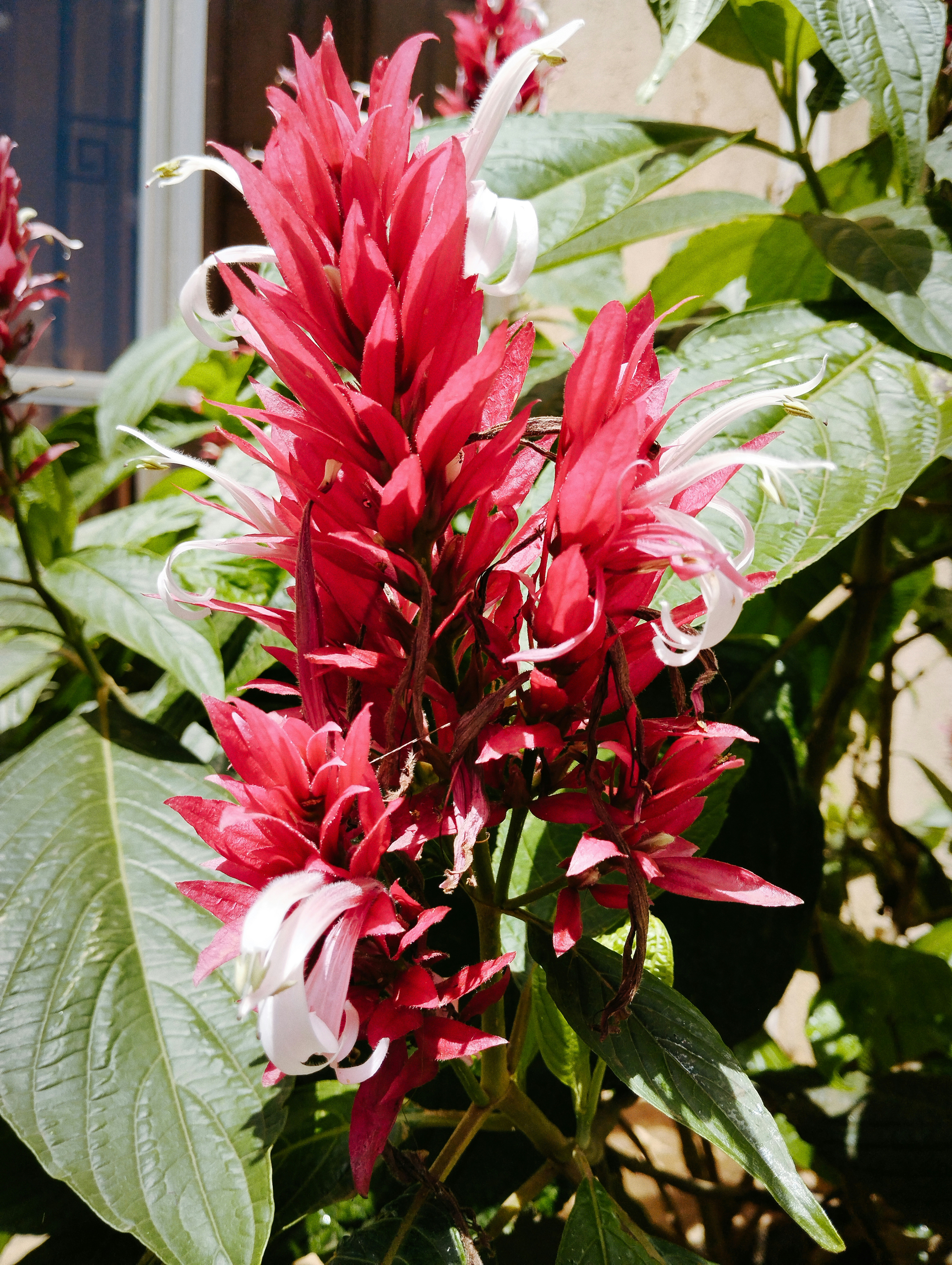 Vibrant red and white blossoms occupy the center of a sunlit garden, framed by green leaves and a hint of background structure.