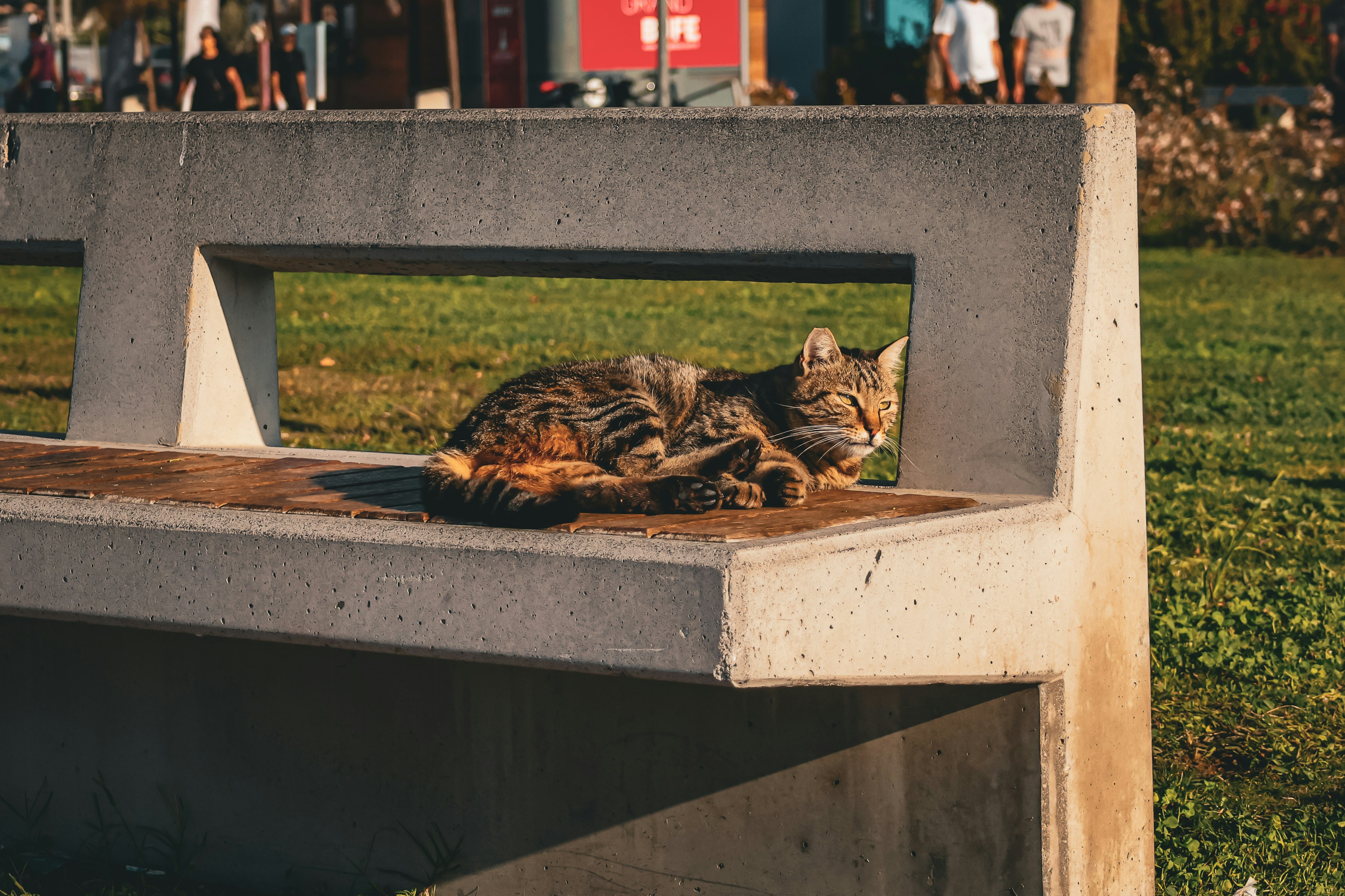 Sunlit Tabby on a Minimalist Concrete Park Bench