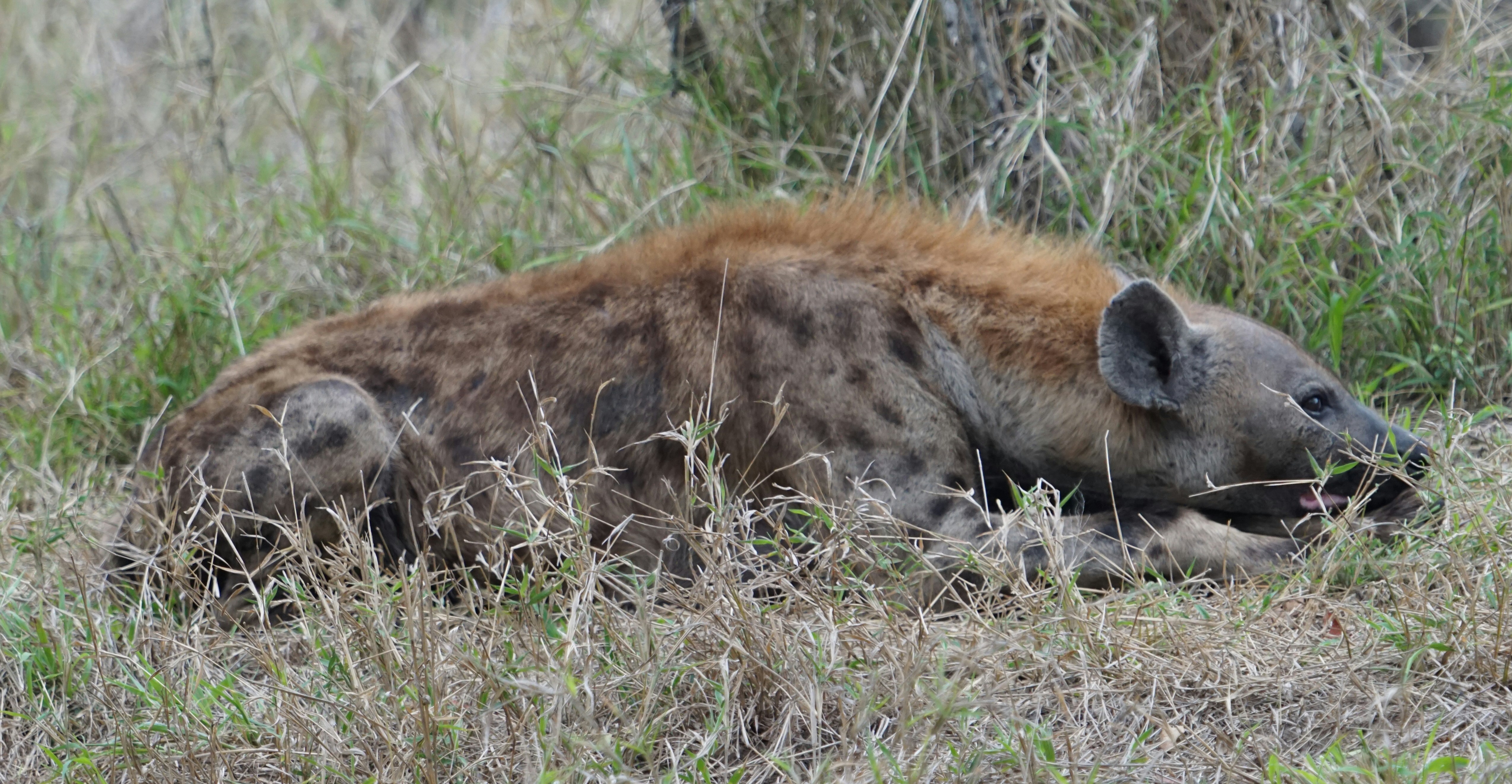 A hyena laying in a field of tall grass photo – Free Animal Image on ...