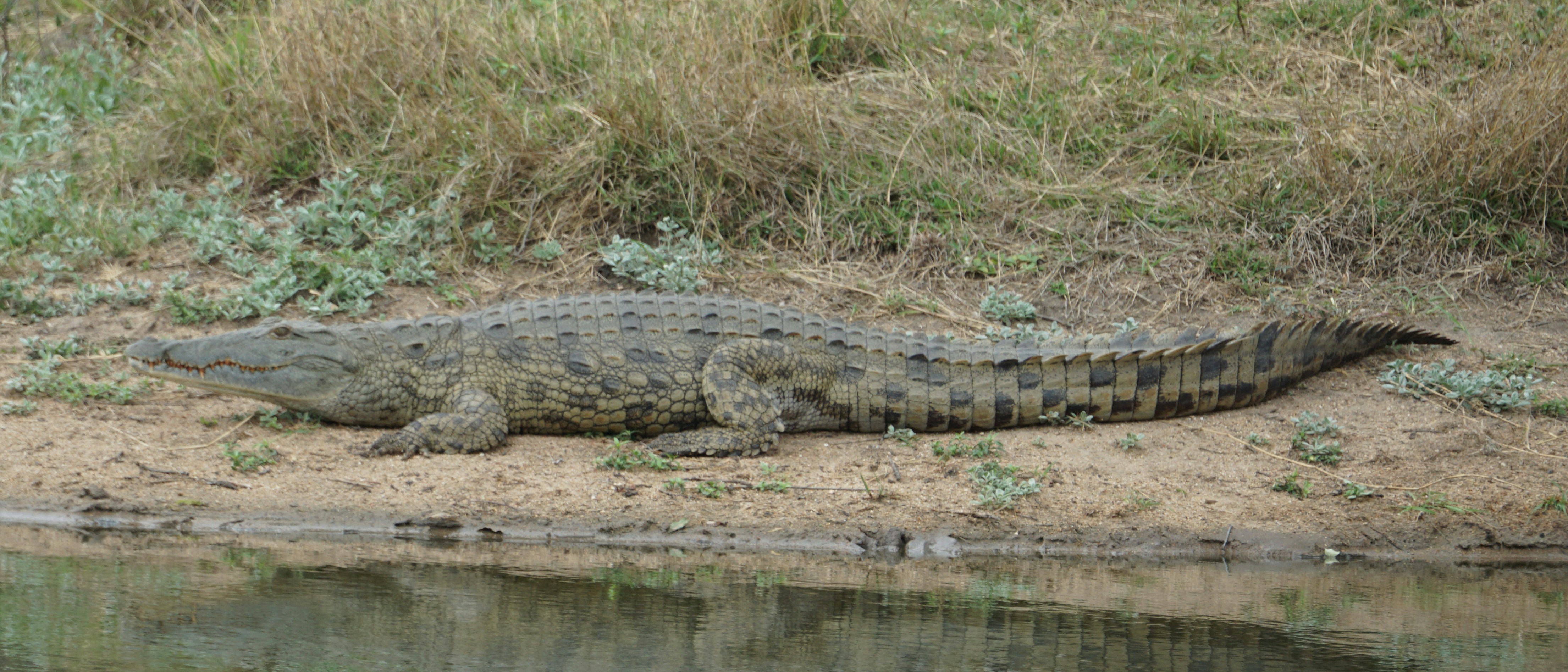 Shoreline Sentinel: Crocodile Resting Along the Riverbank