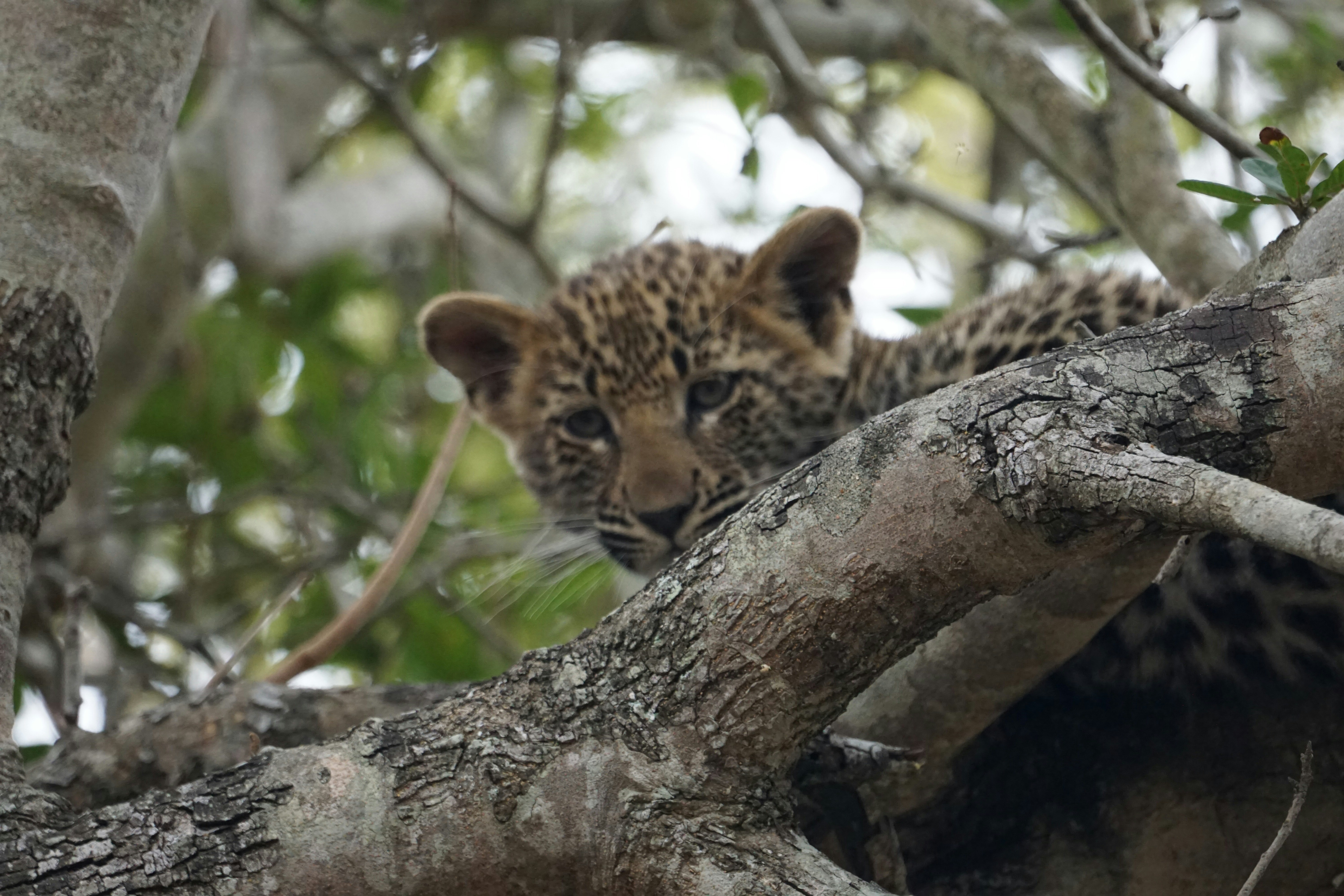 A small leopard is sitting in a tree photo – Free Animal Image on Unsplash