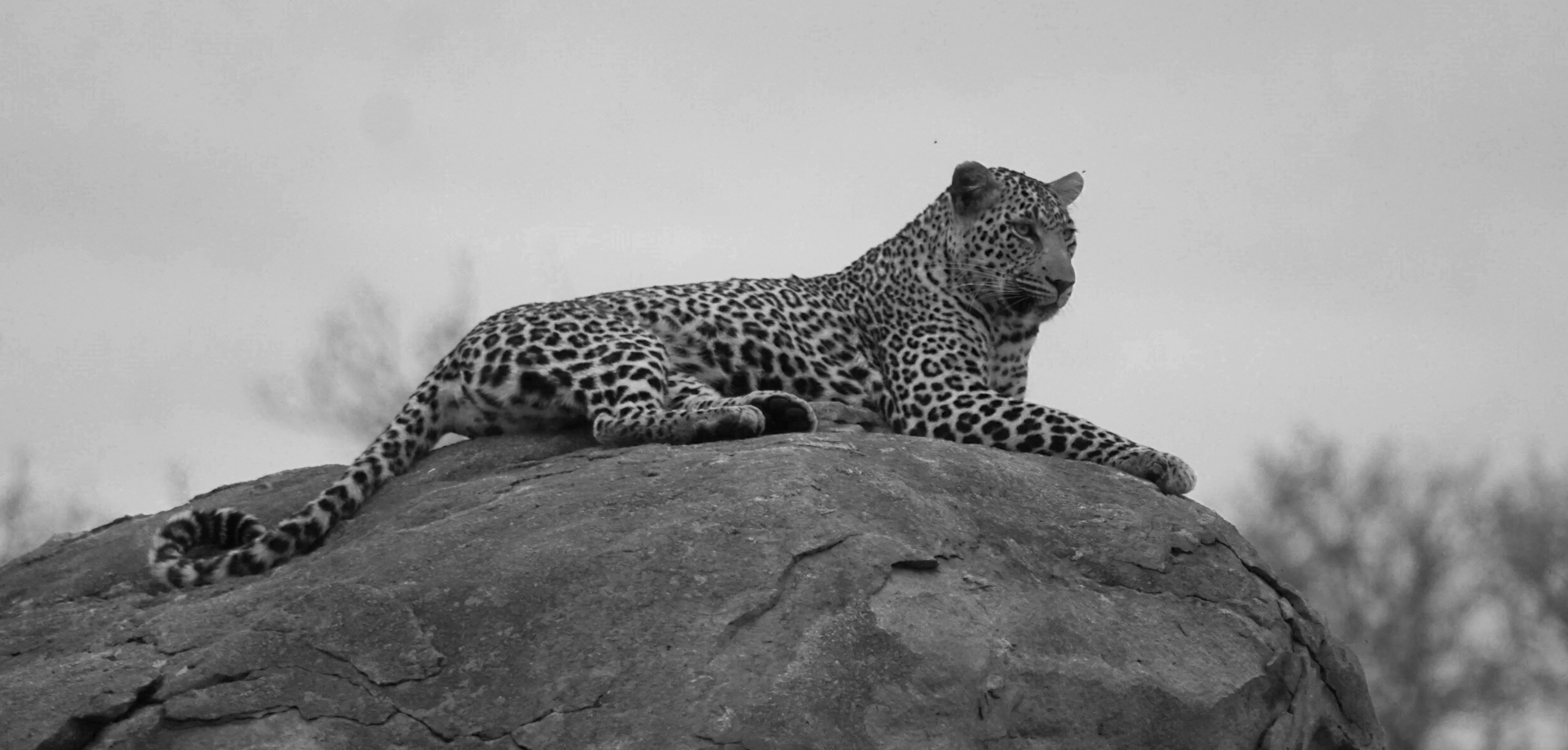 Leopard Resting on a Rocky Crown