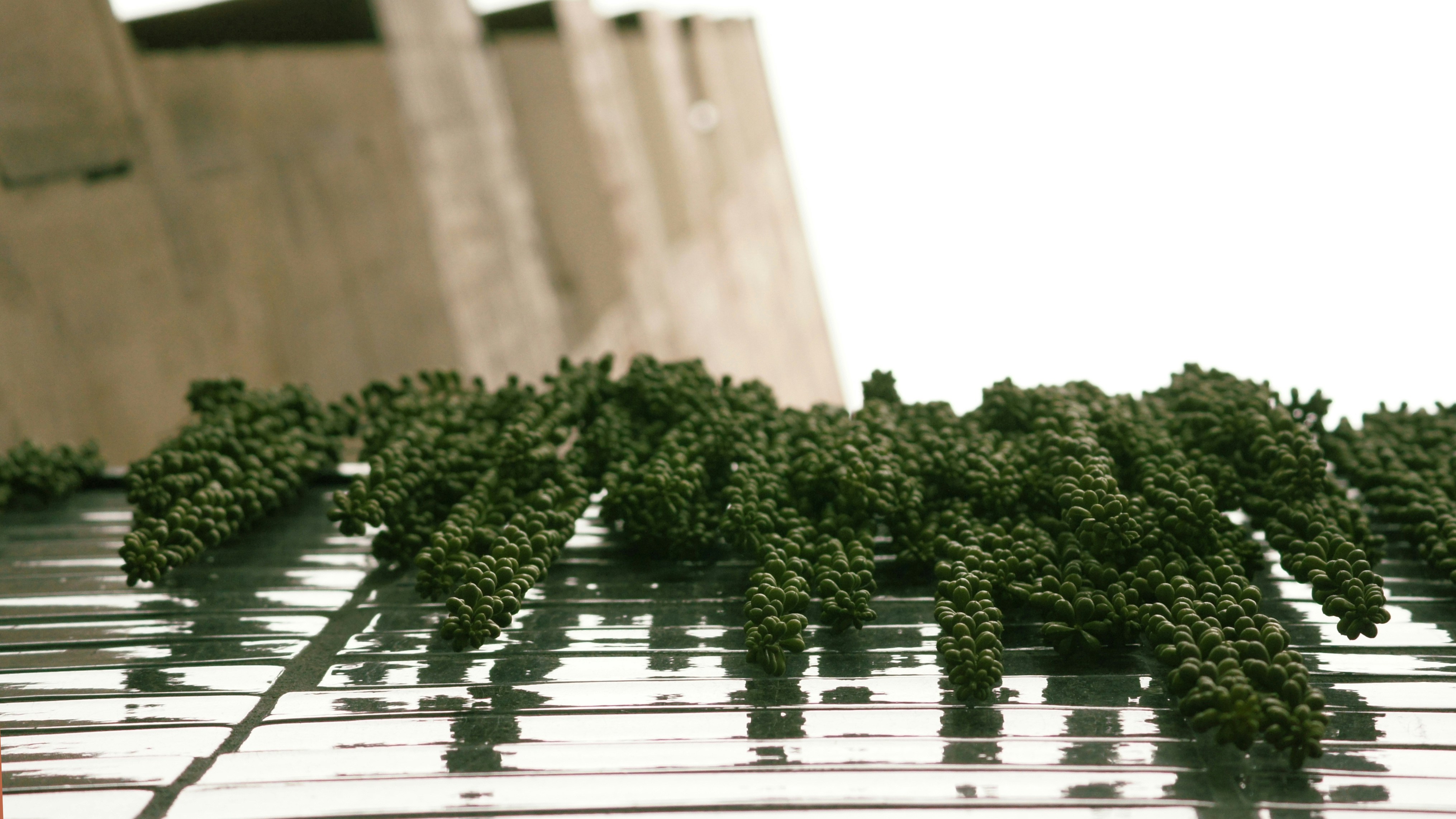 Greening Tiles: Moss Trails Across a Wet Terrace