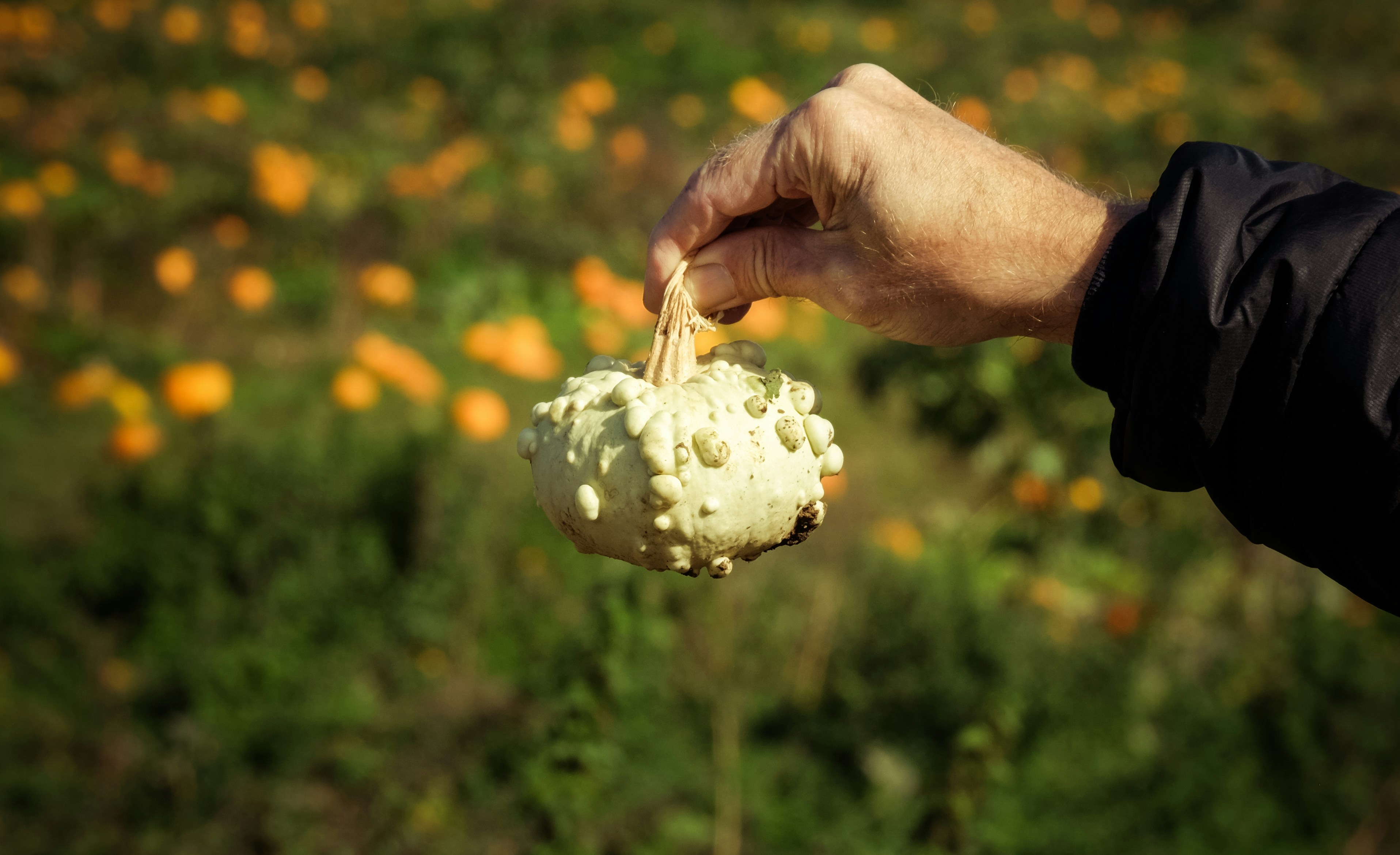 Suspended Harvest: A Beaded White Pumpkin Dangles Over a Field of Gold