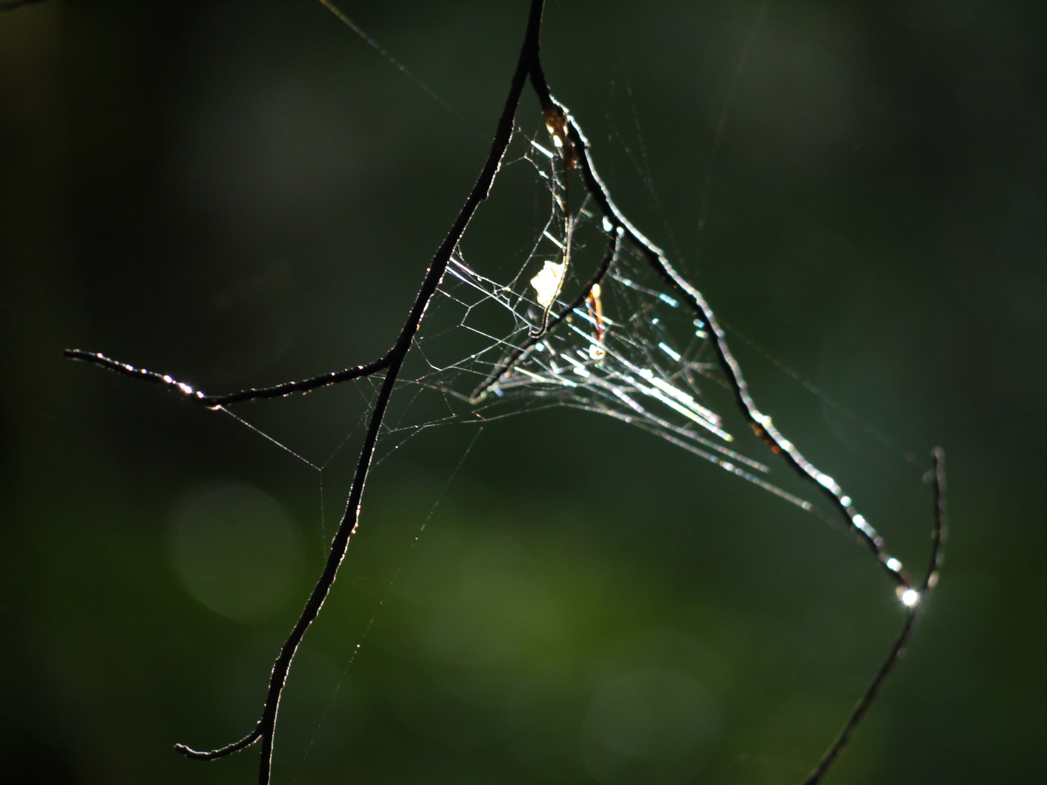 Close-up photograph of a delicate spider web threaded between thin branches, with morning dew droplets catching light against a dark, blurred green backdrop.