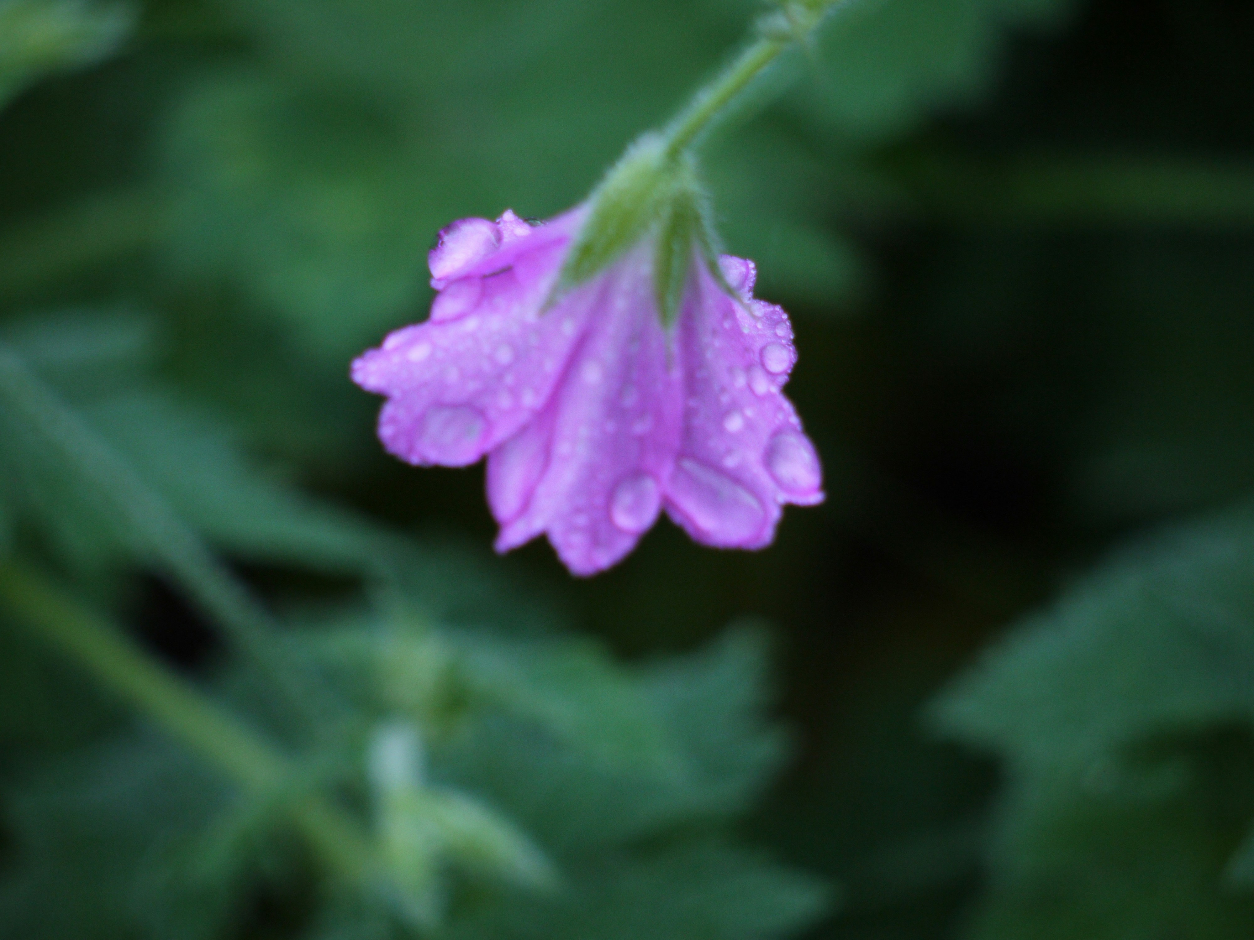 Photo by Fiona Dodd with Panasonic Lumix G10