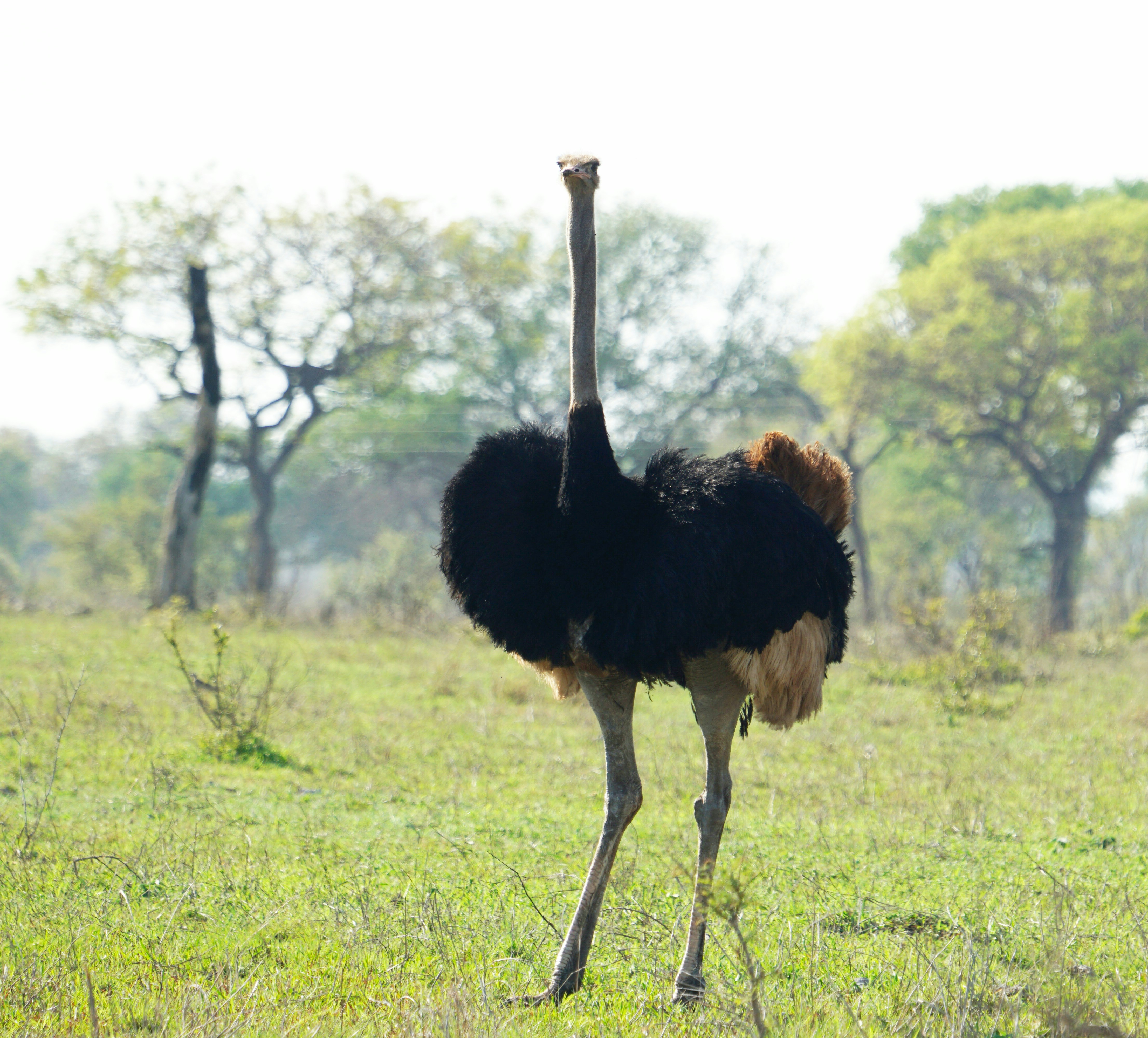 An ostrich standing in a field with trees in the background photo ...