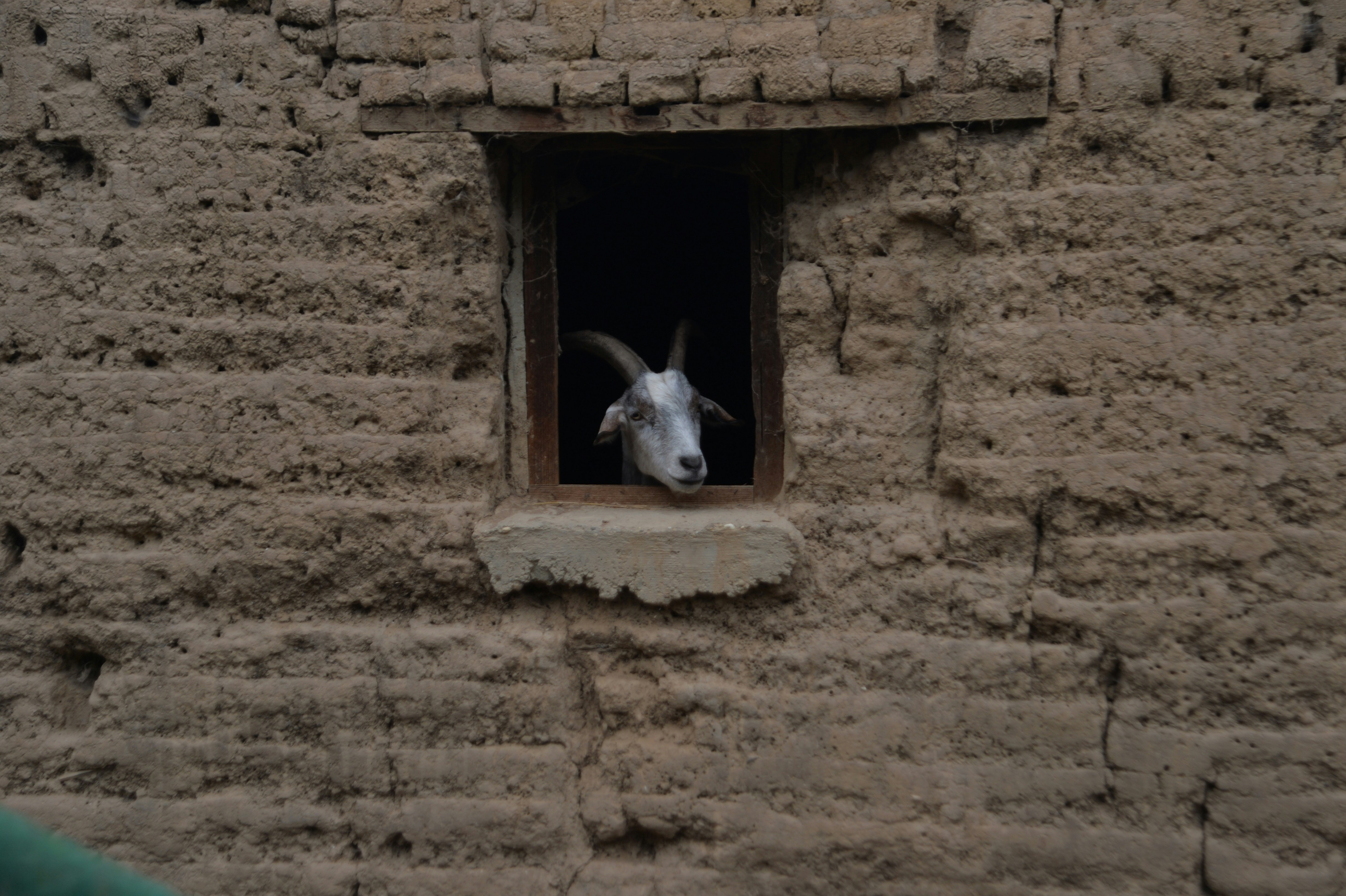 A goat sticking its head out of a window photo – Free Window Image on ...