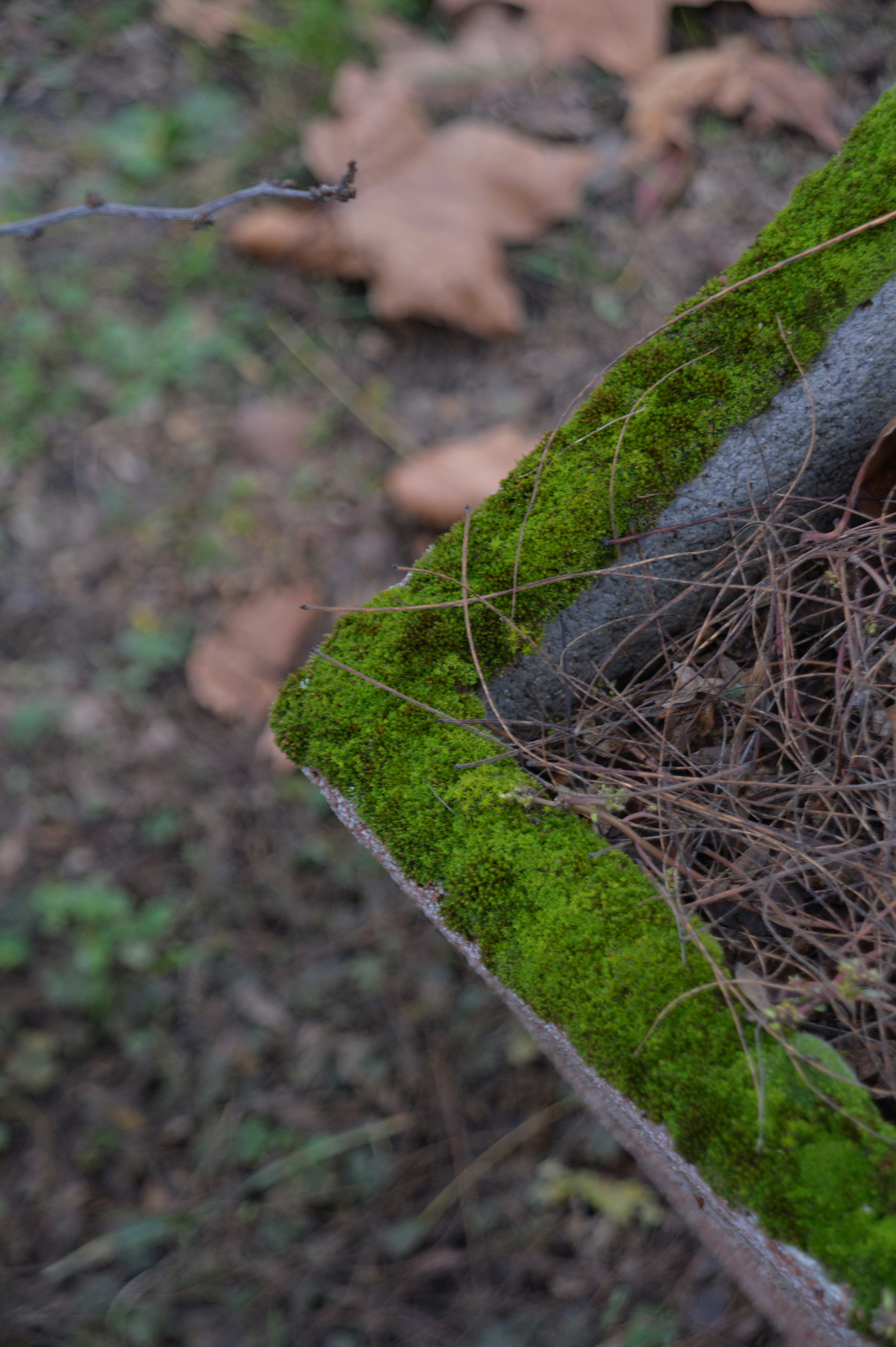 a close up of a tree stump with moss growing on it