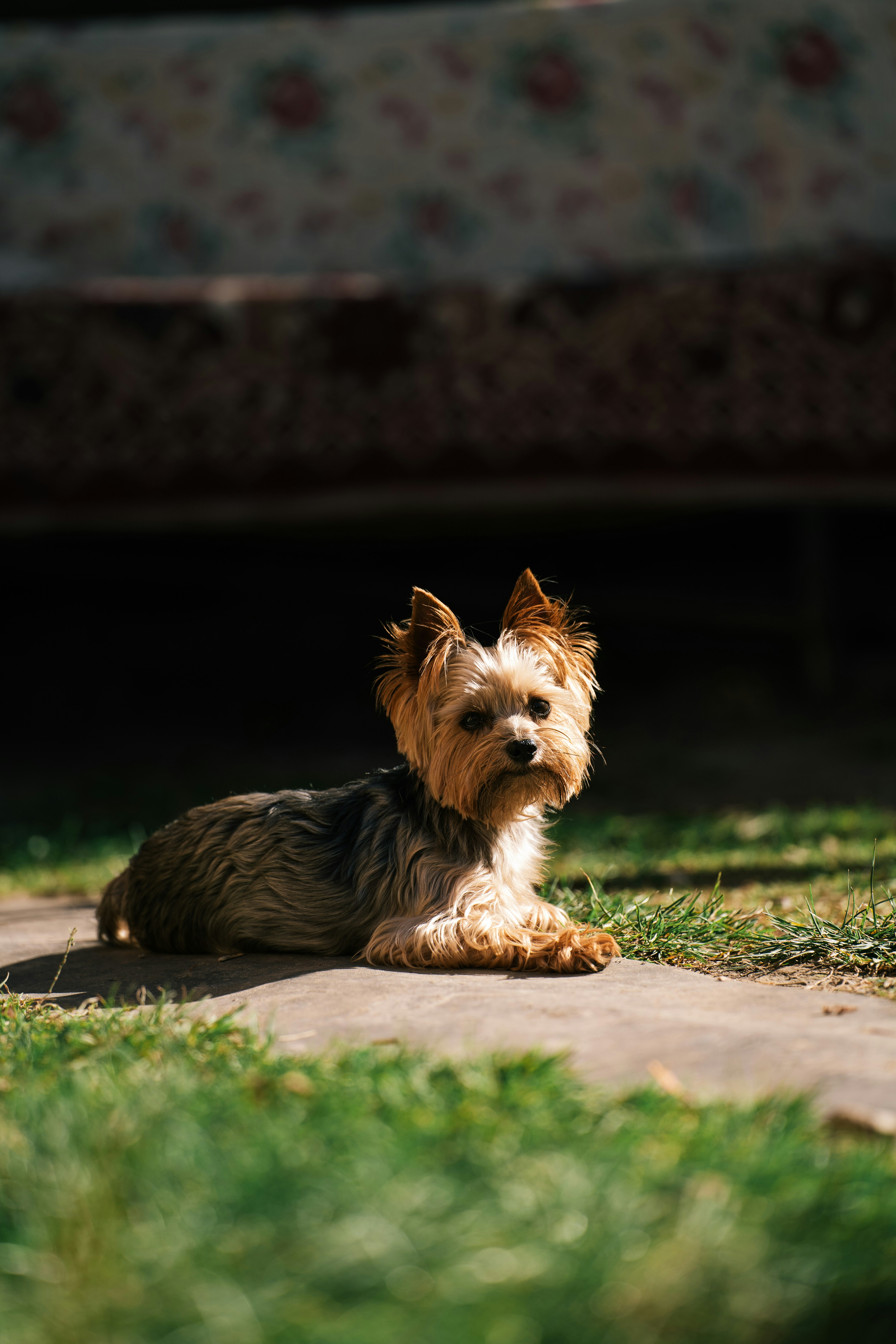 A Moment of Serenity: The Pensive Pup