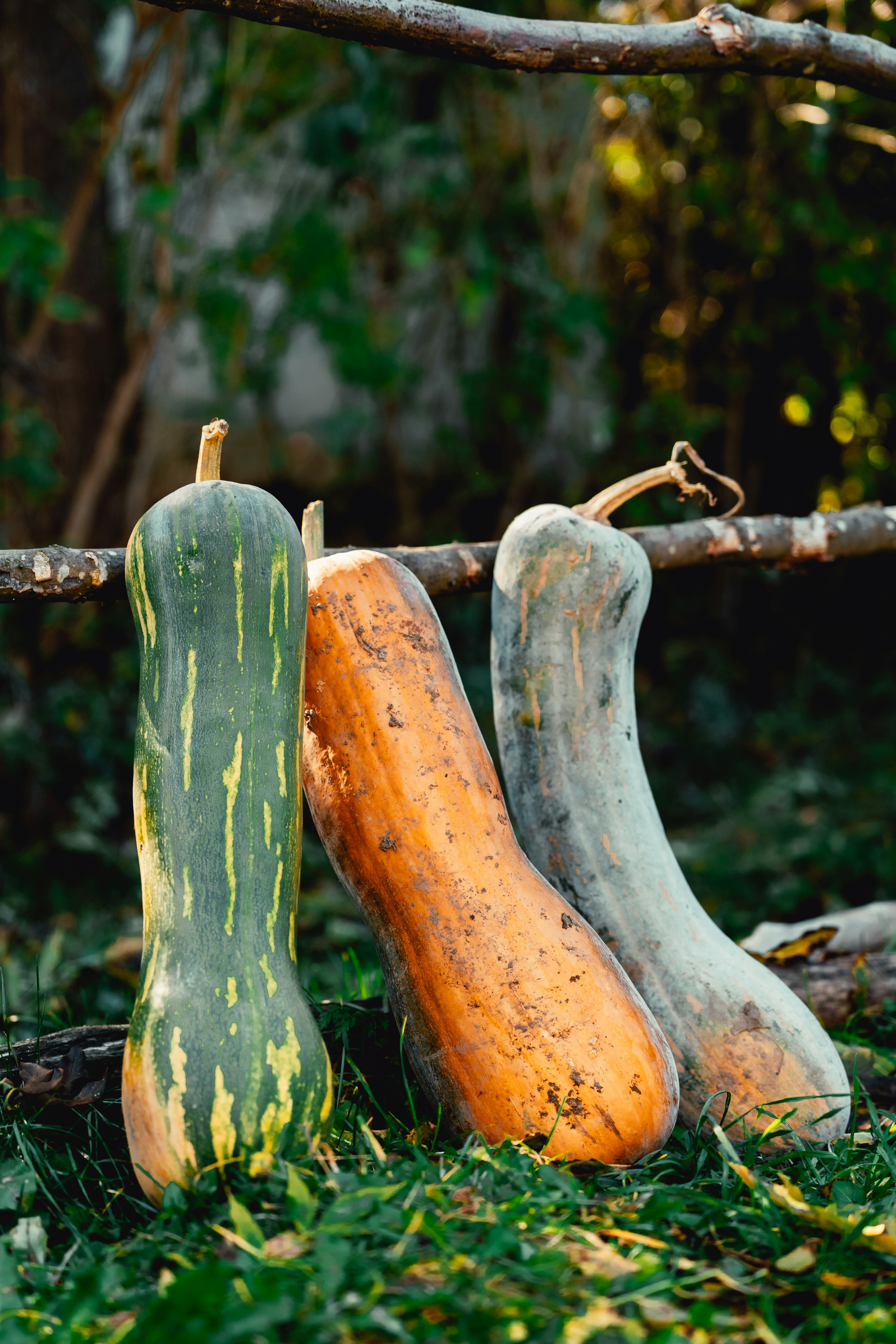 Three Autumn Gourds Rest on a Weathered Rail Under Dappled Garden Light