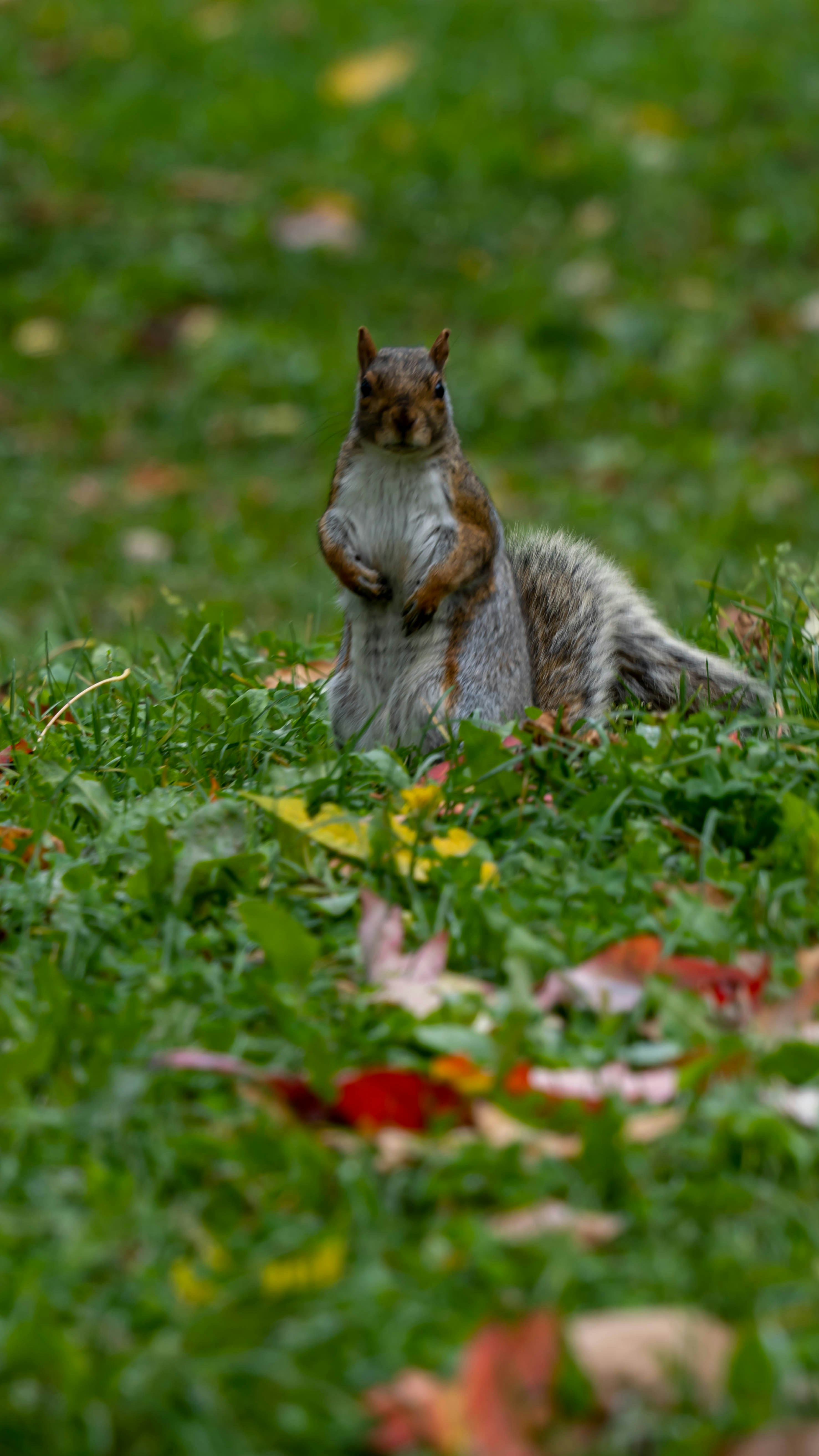 Ground Squirrel Sentinel in a Green-Wall Meadow