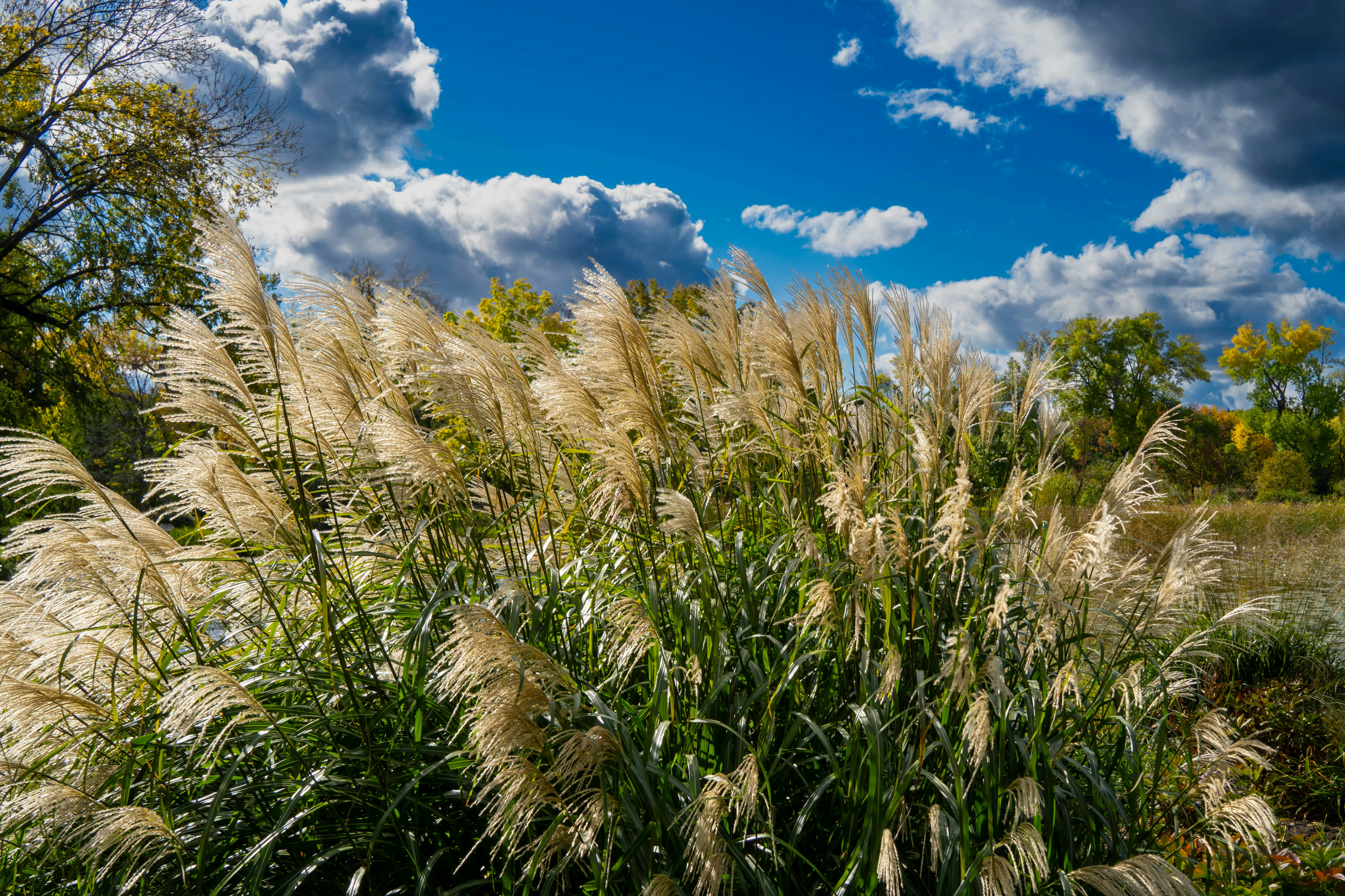 A field of tall grass under a cloudy blue sky photo – Free Plant Image ...