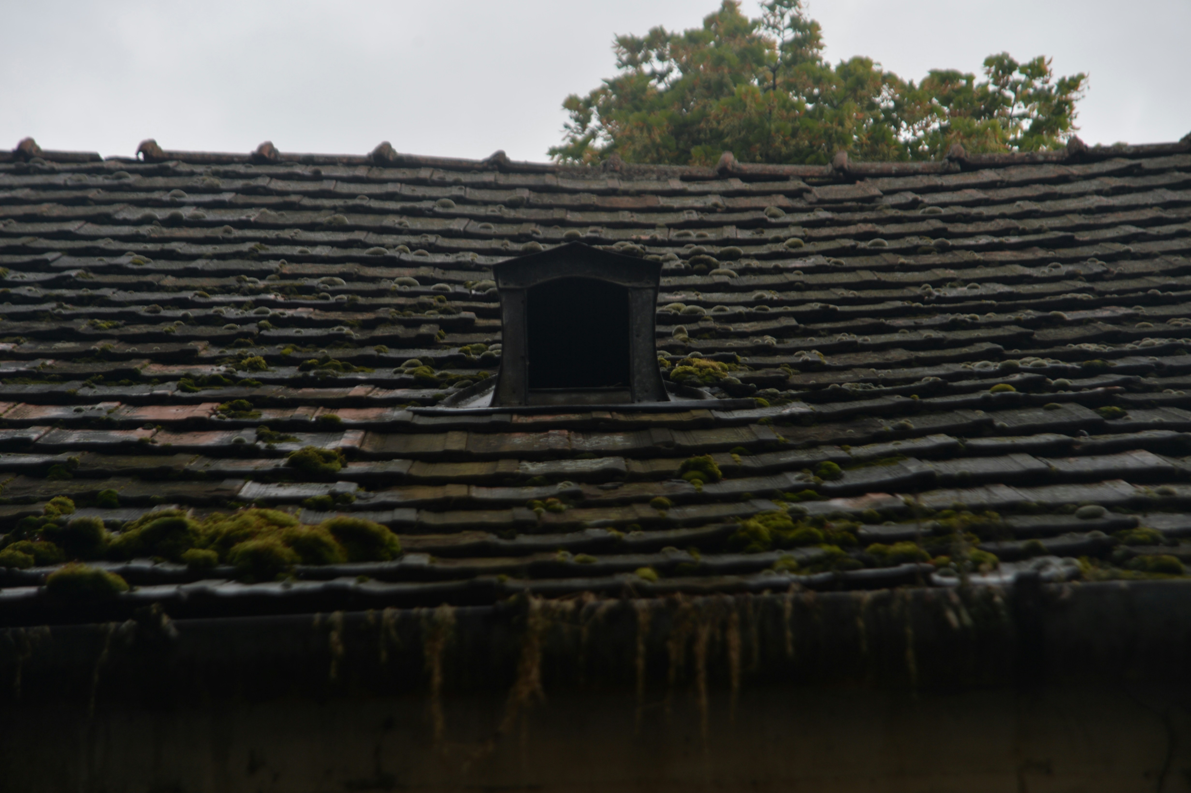 Un techo con musgo creciendo y una ventana foto – Imagen de Karád ...