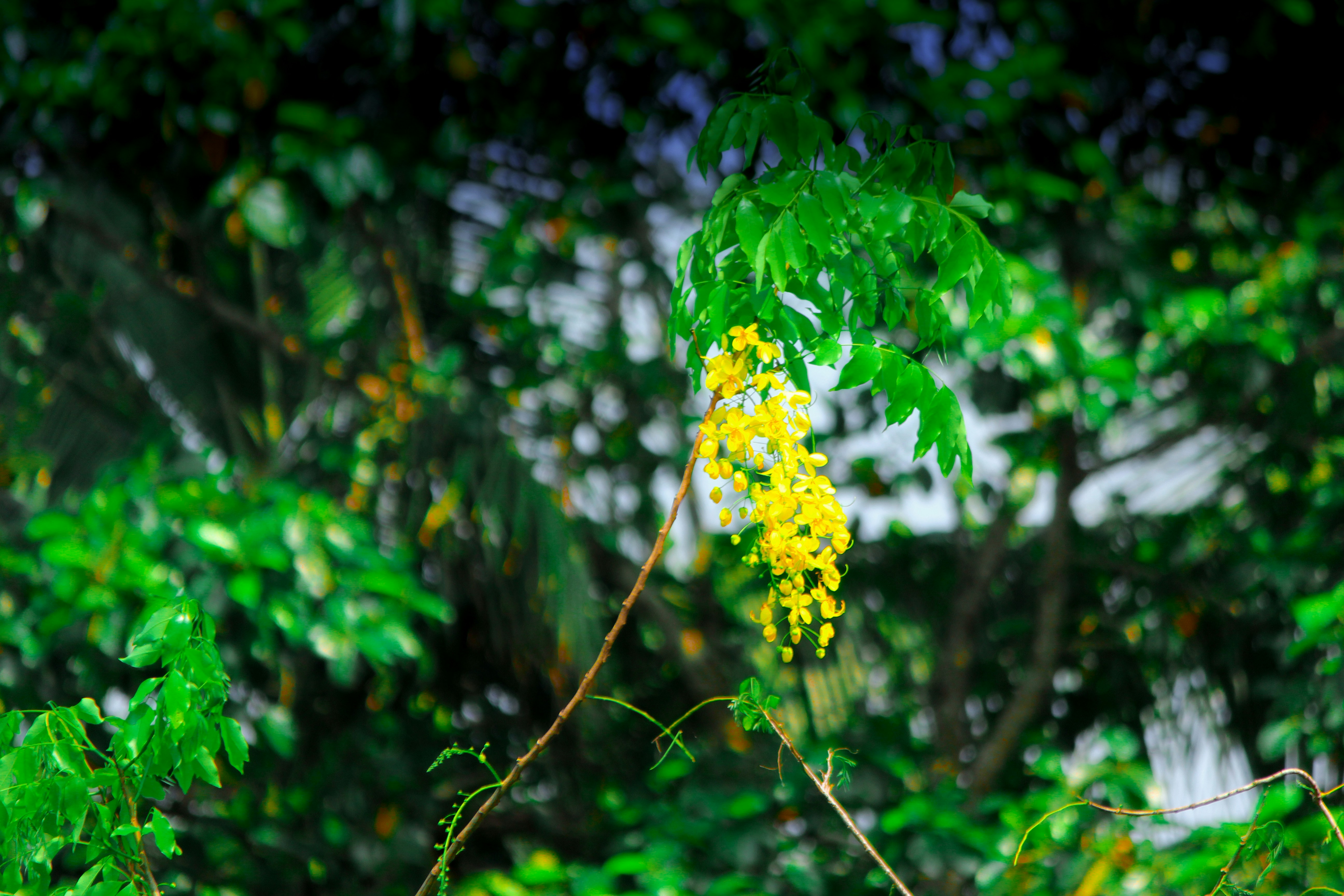 A bunch of yellow flowers hanging from a tree photo – Free Flower Image ...