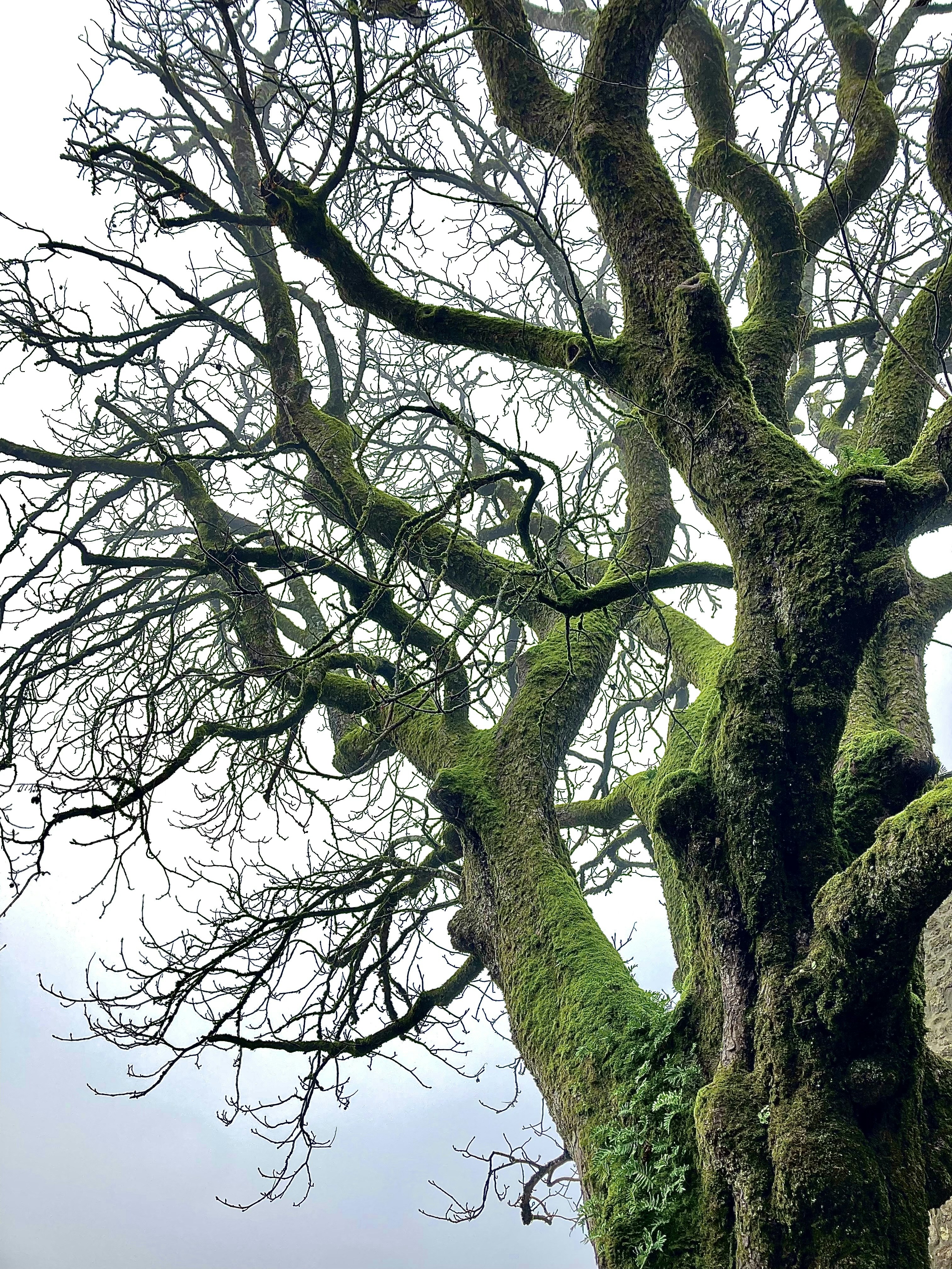 An old tree with moss growing on it photo – Free Bout-du-pont-de-larn ...