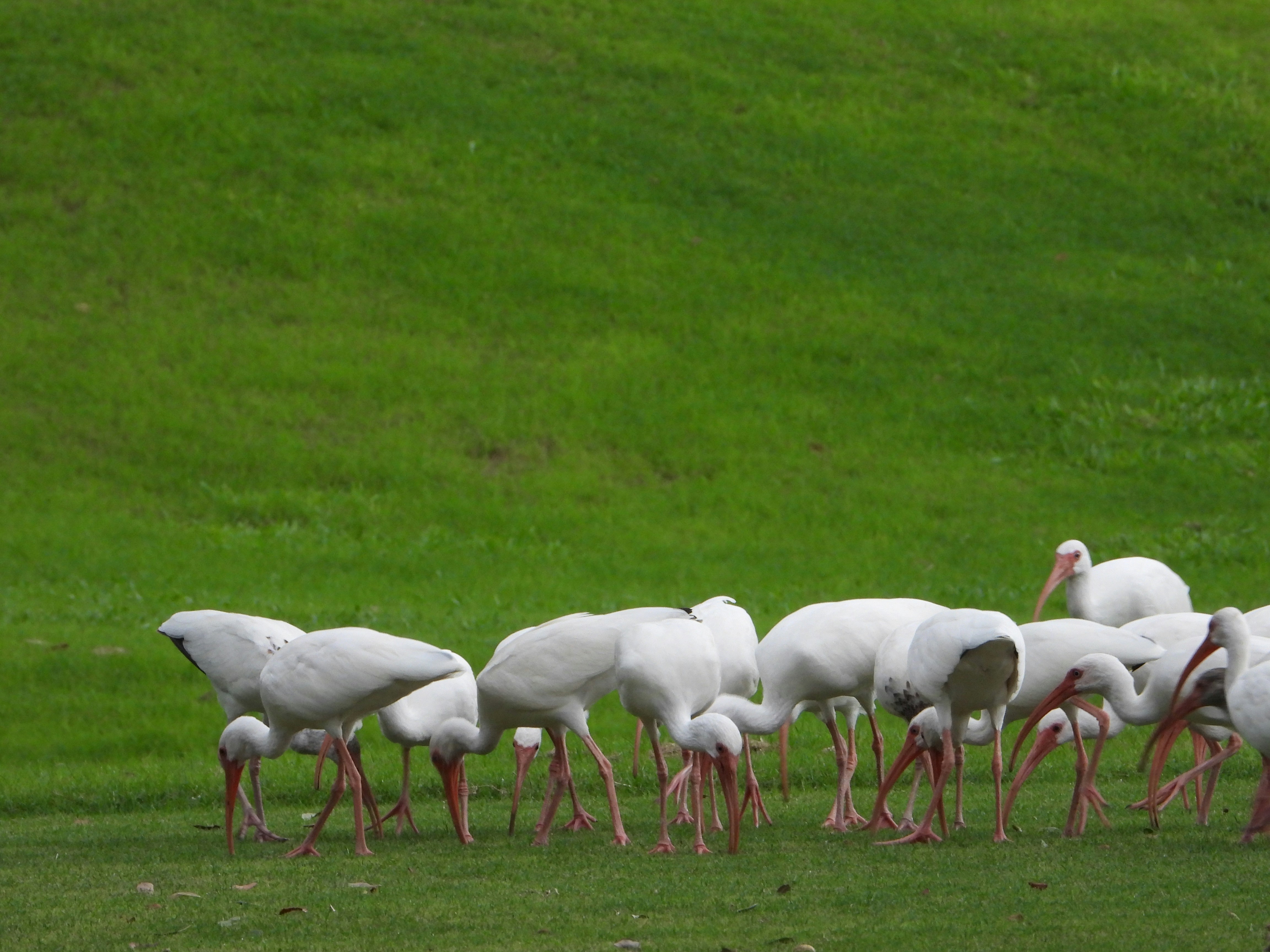 Emerald Meadow Flamingos: Foraging in a Flock