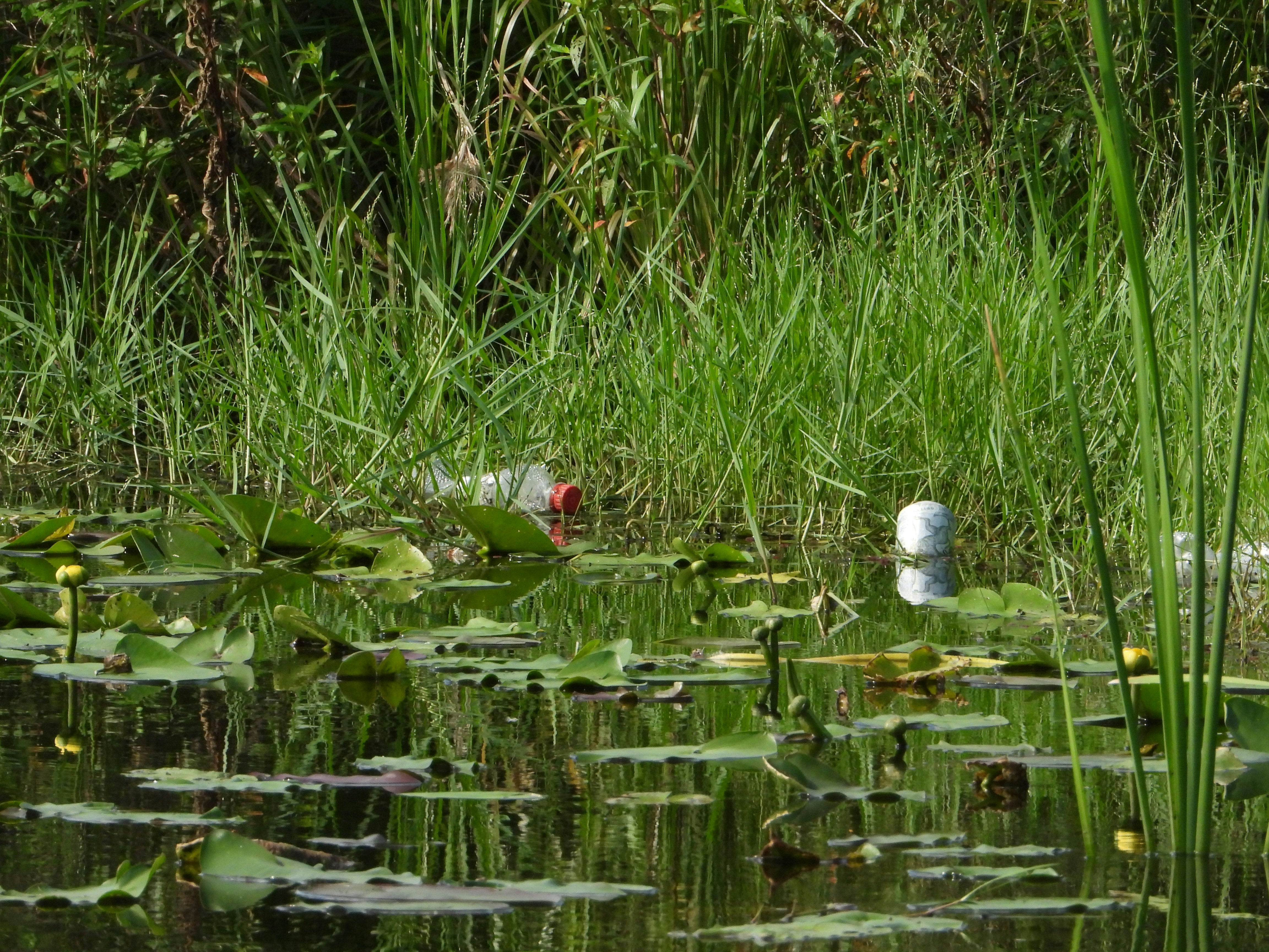 White Sphere on the Quiet Pond: A Lily-Pad Composition in Dappled Light