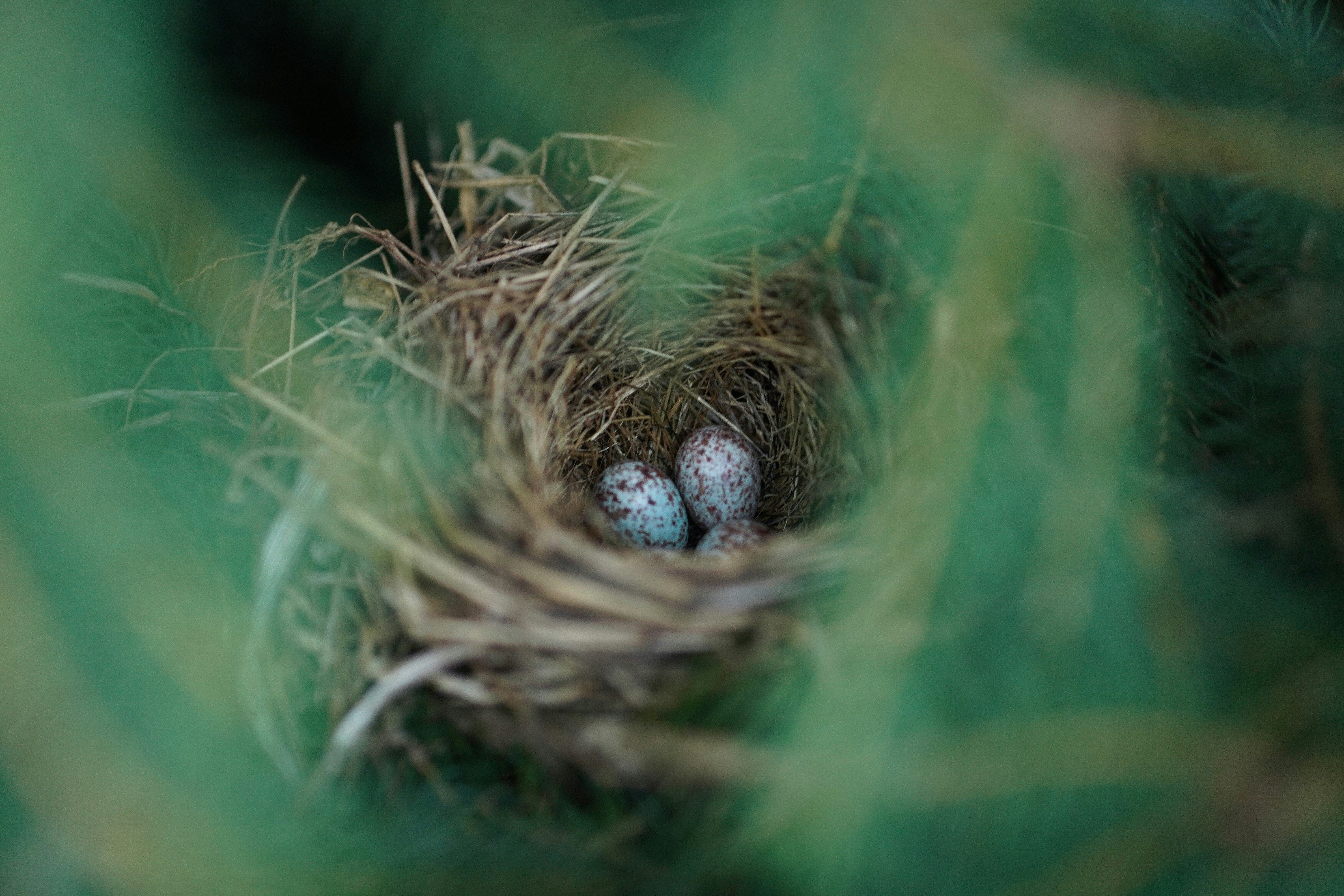 Emerald Frond Nest: Speckled Eggs Cradled in Twig Weave