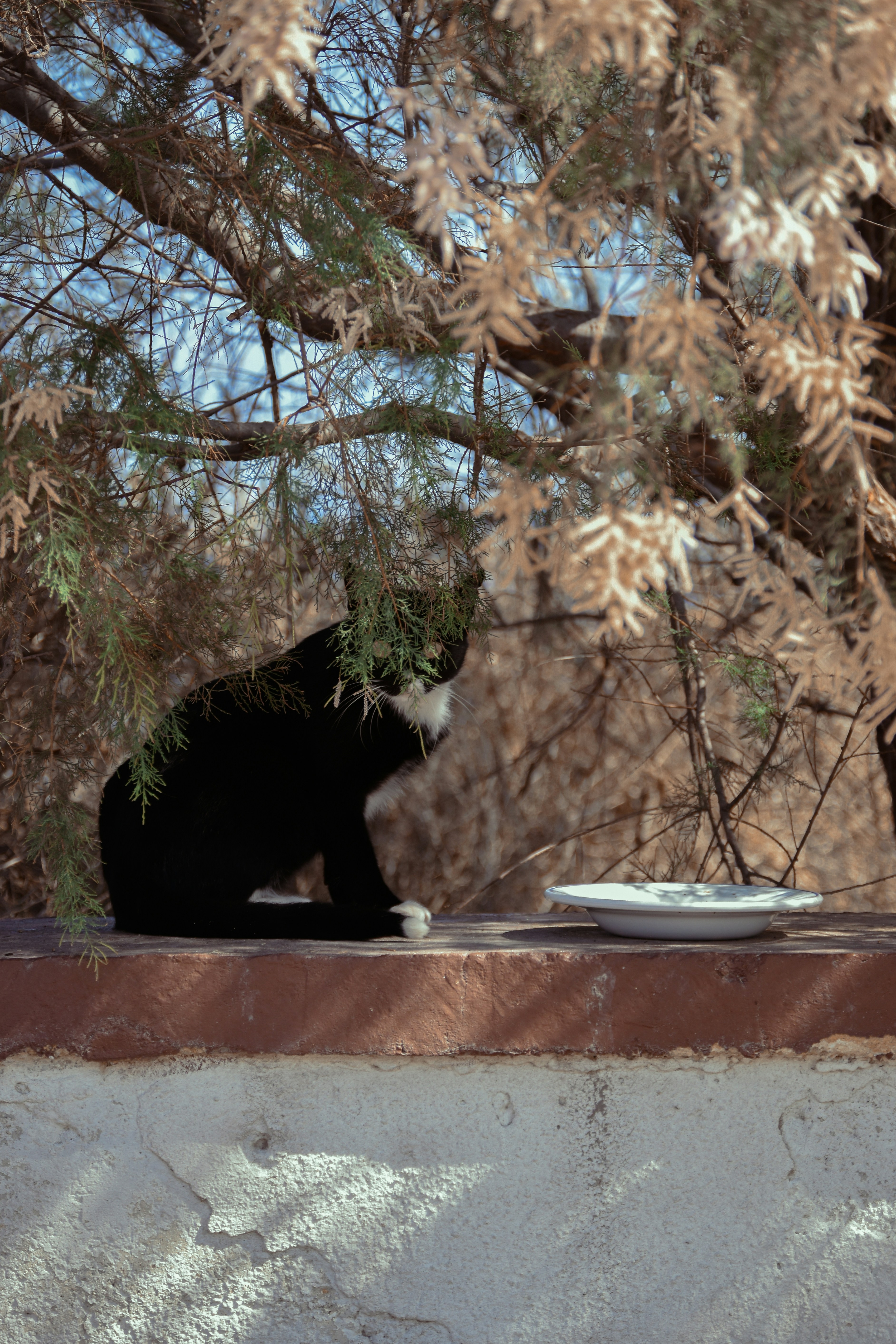 Lone Cat on a Weathered Ledge Beneath Frosted Branches