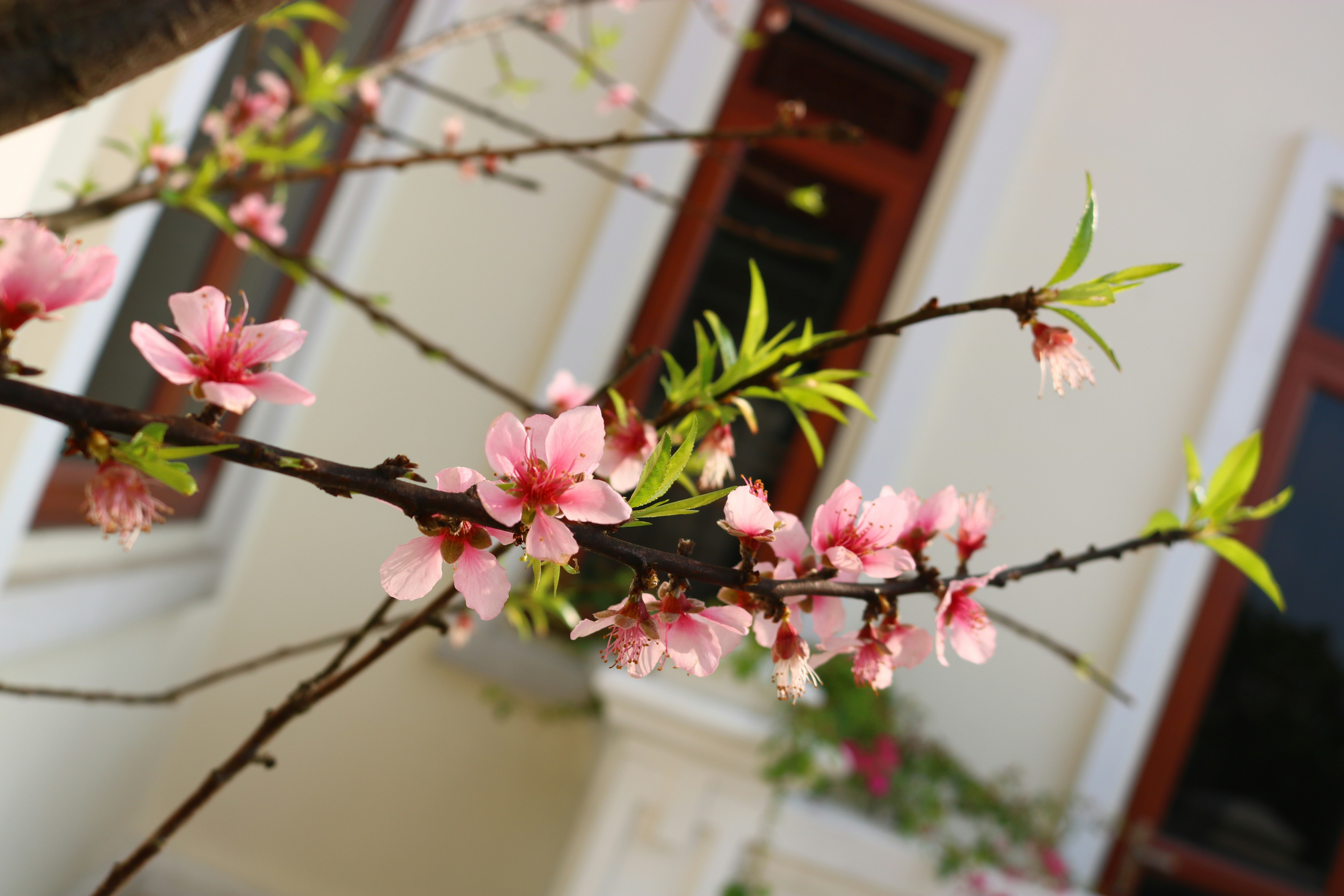 Blossoms on a Branch Framing a Sunlit Doorway