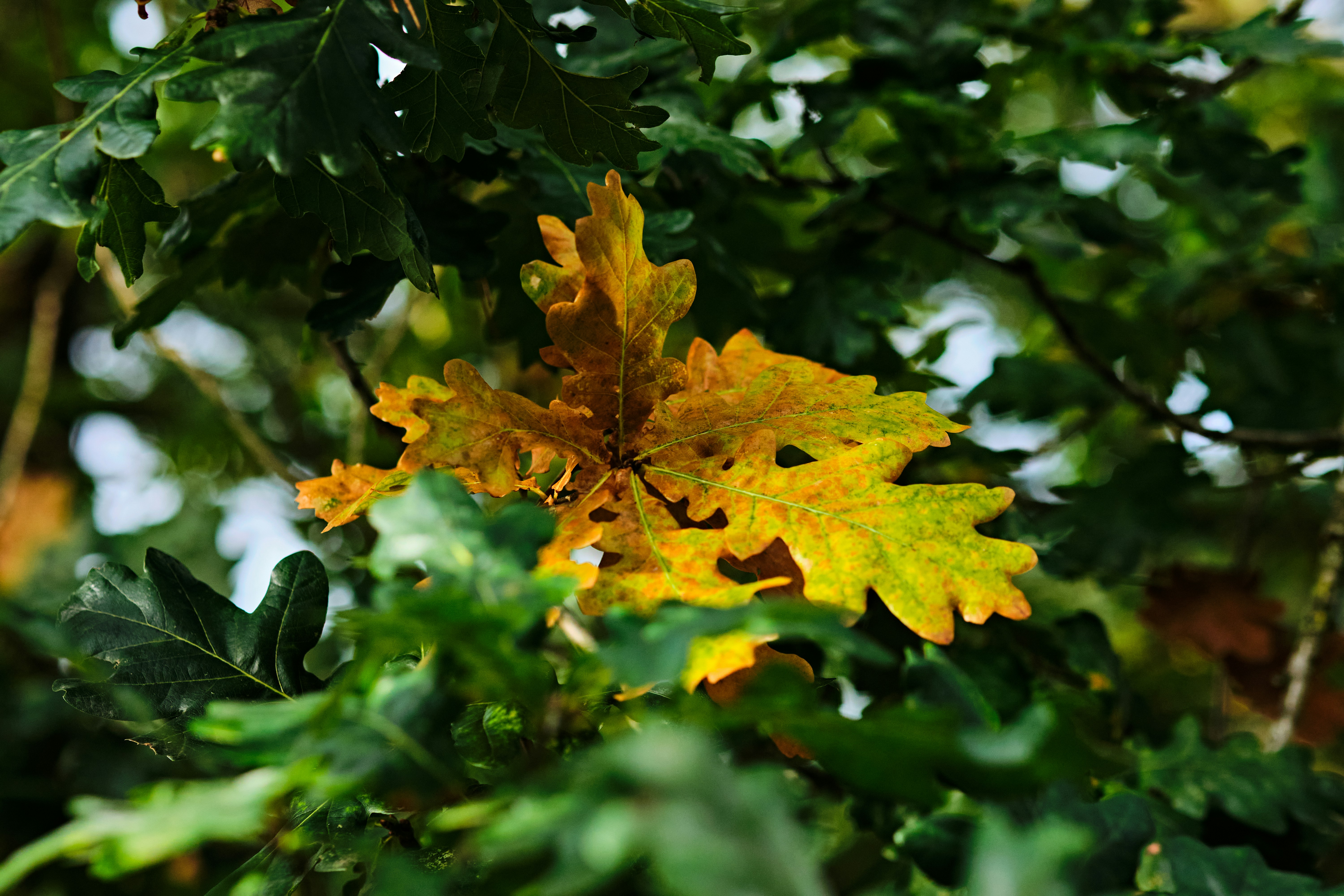 Autumn Flame Centered: An Oak Leaf Among Green Foliage