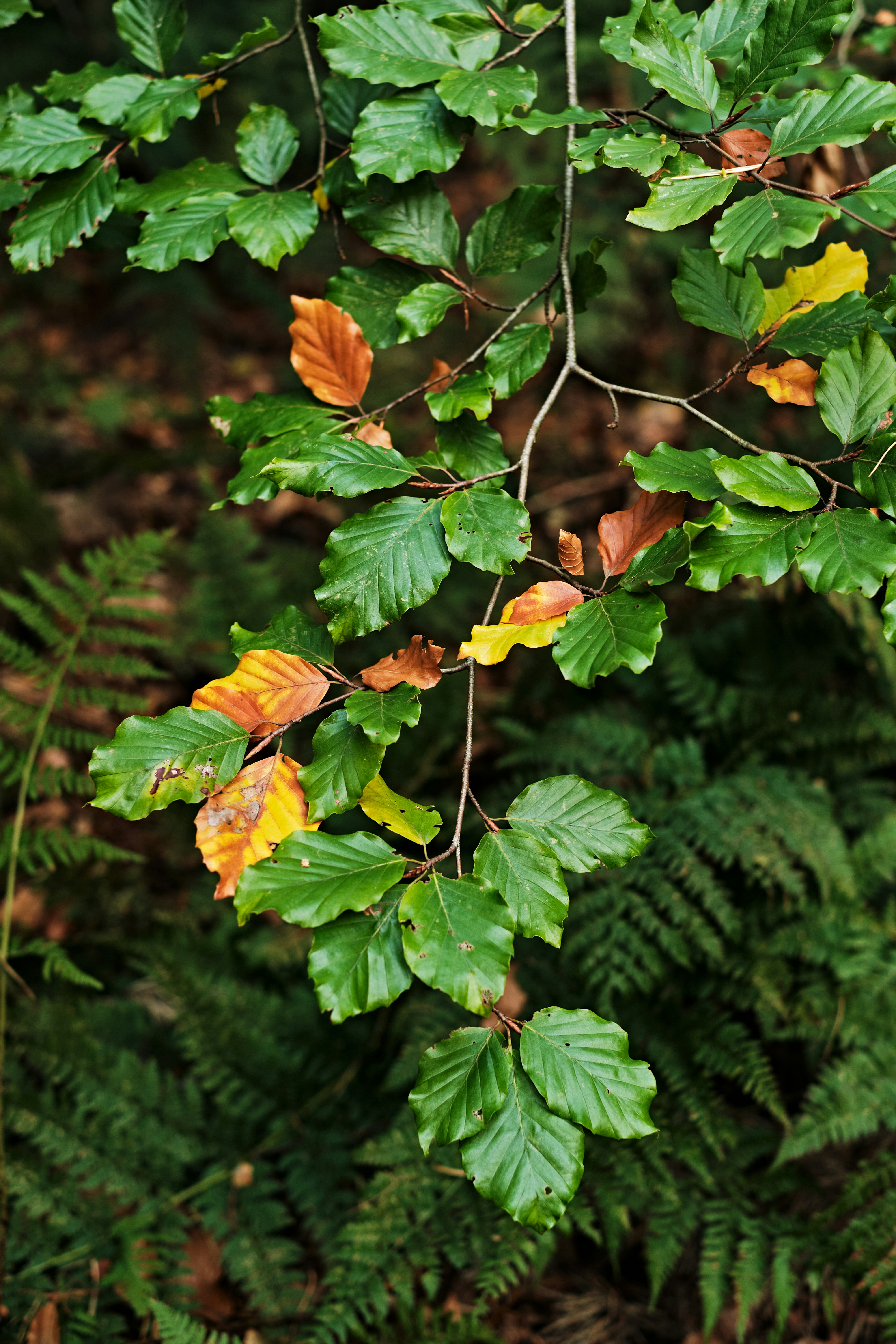 Autumn Veil on a Green Twig: A Quiet Close-Up of Seasonal Foliage