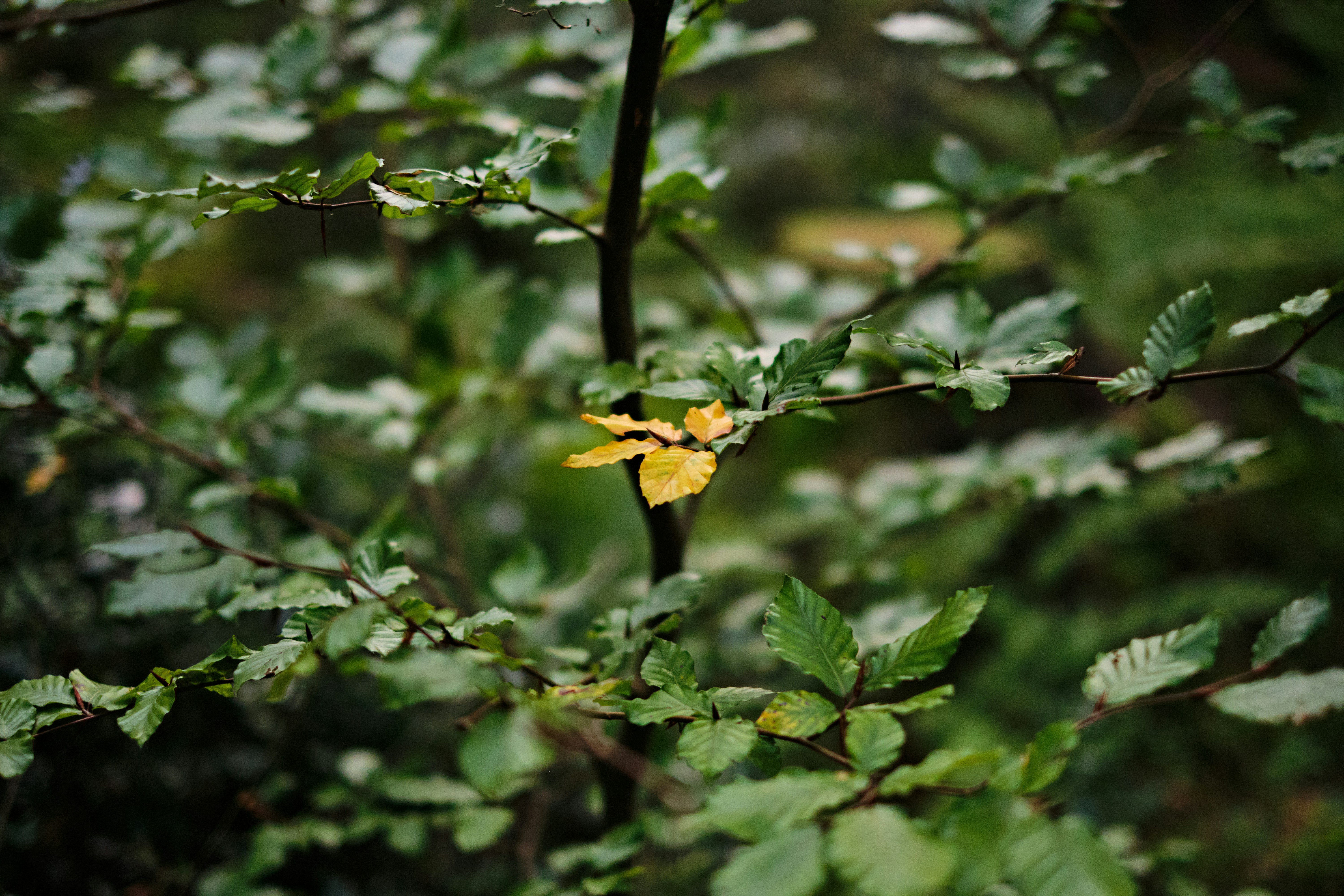 Lone Yellow Leaf Framing a Green Tapestry