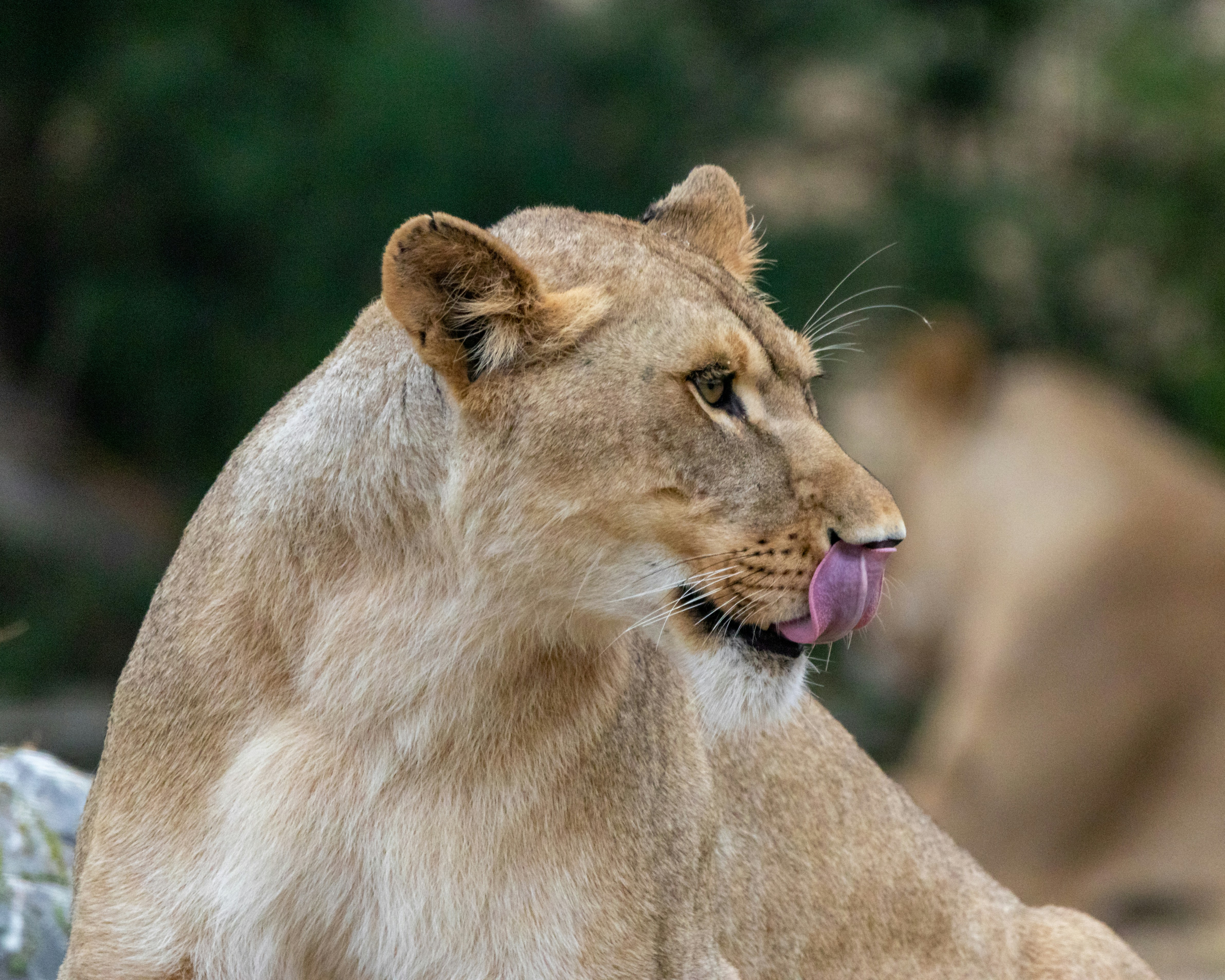 Tongue-Tipped Moment: A Lioness Pauses in Dappled Light