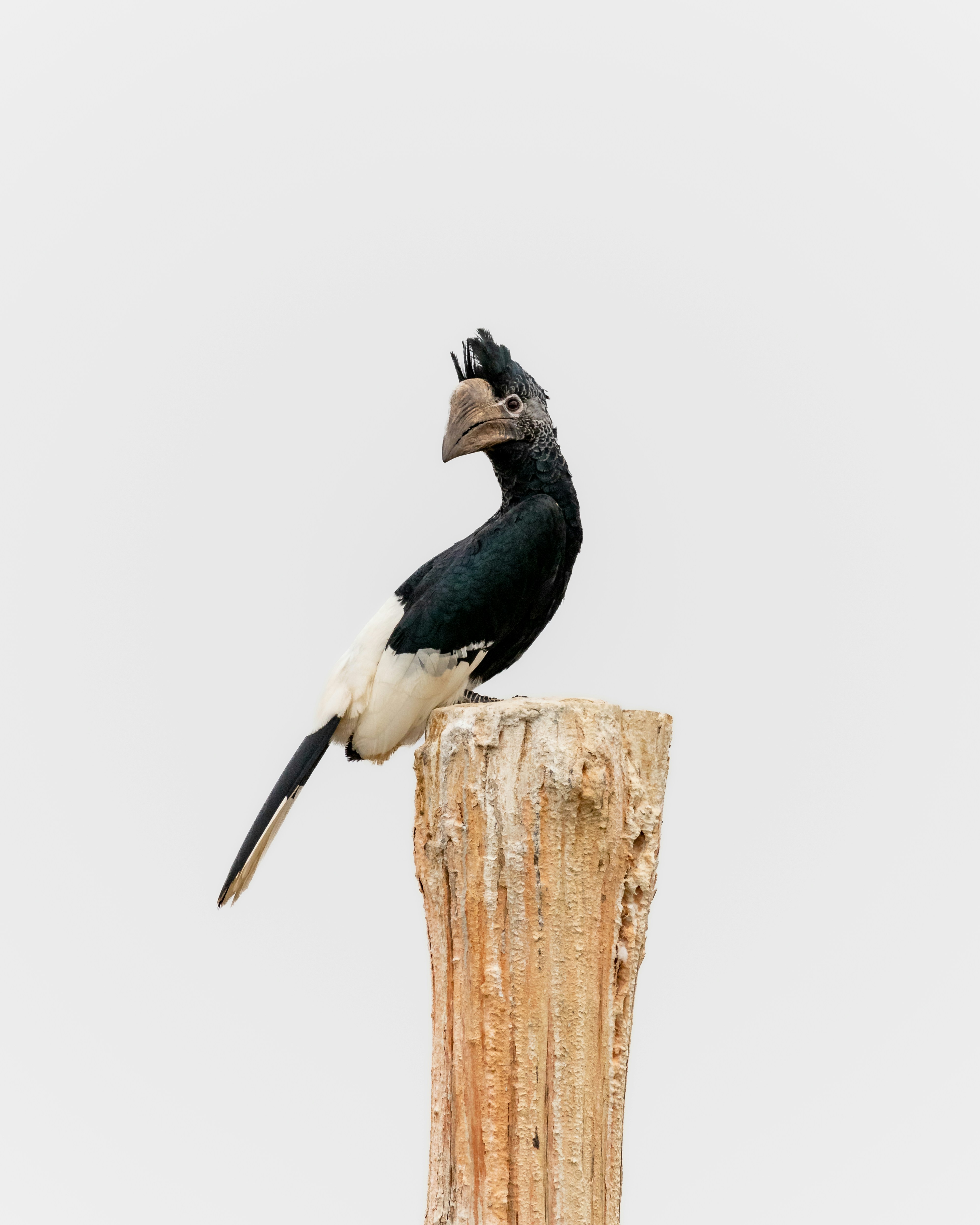 Crested Black-and-White Perch on Weathered Timber