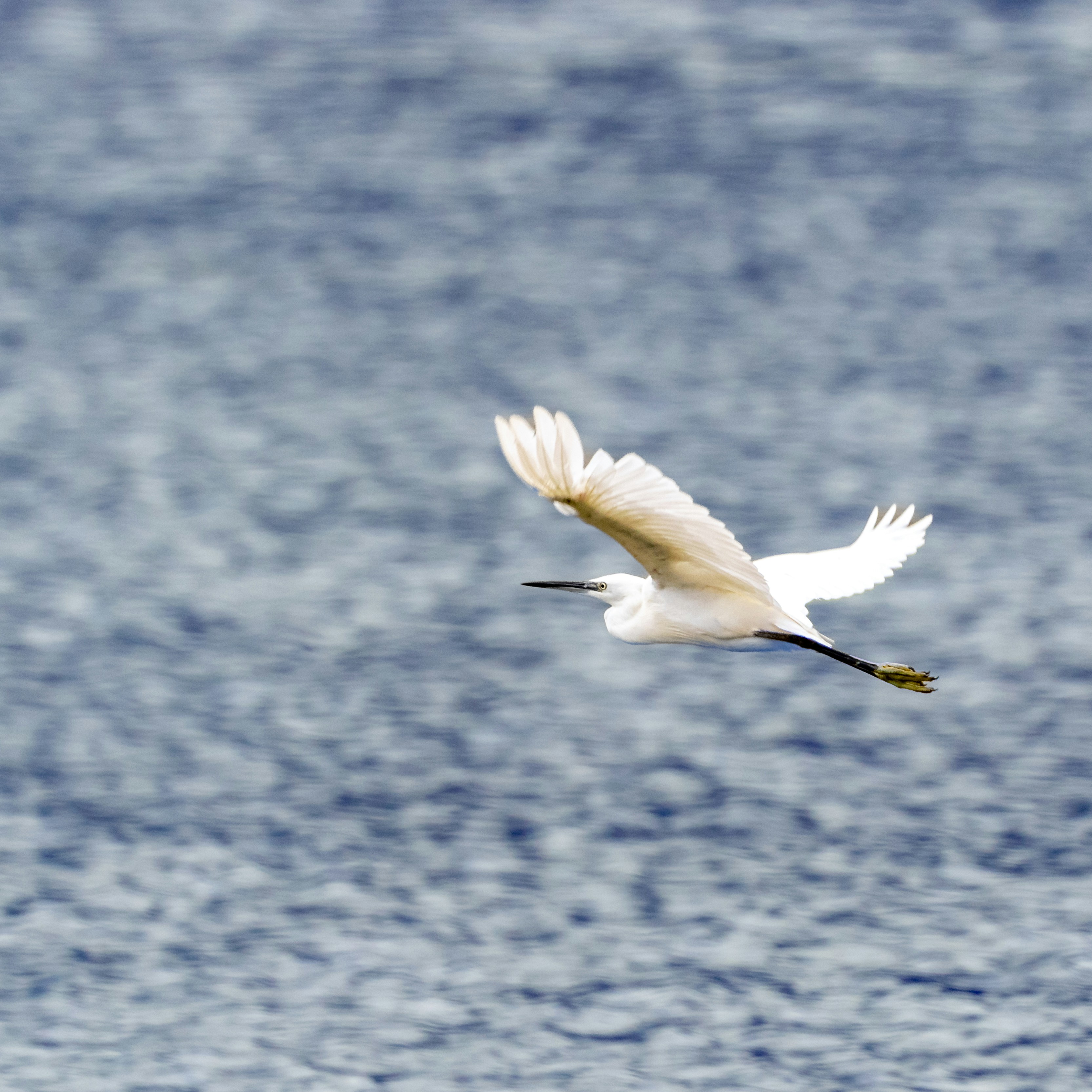 White Heron in a Silky Glide Over Blue Ripples