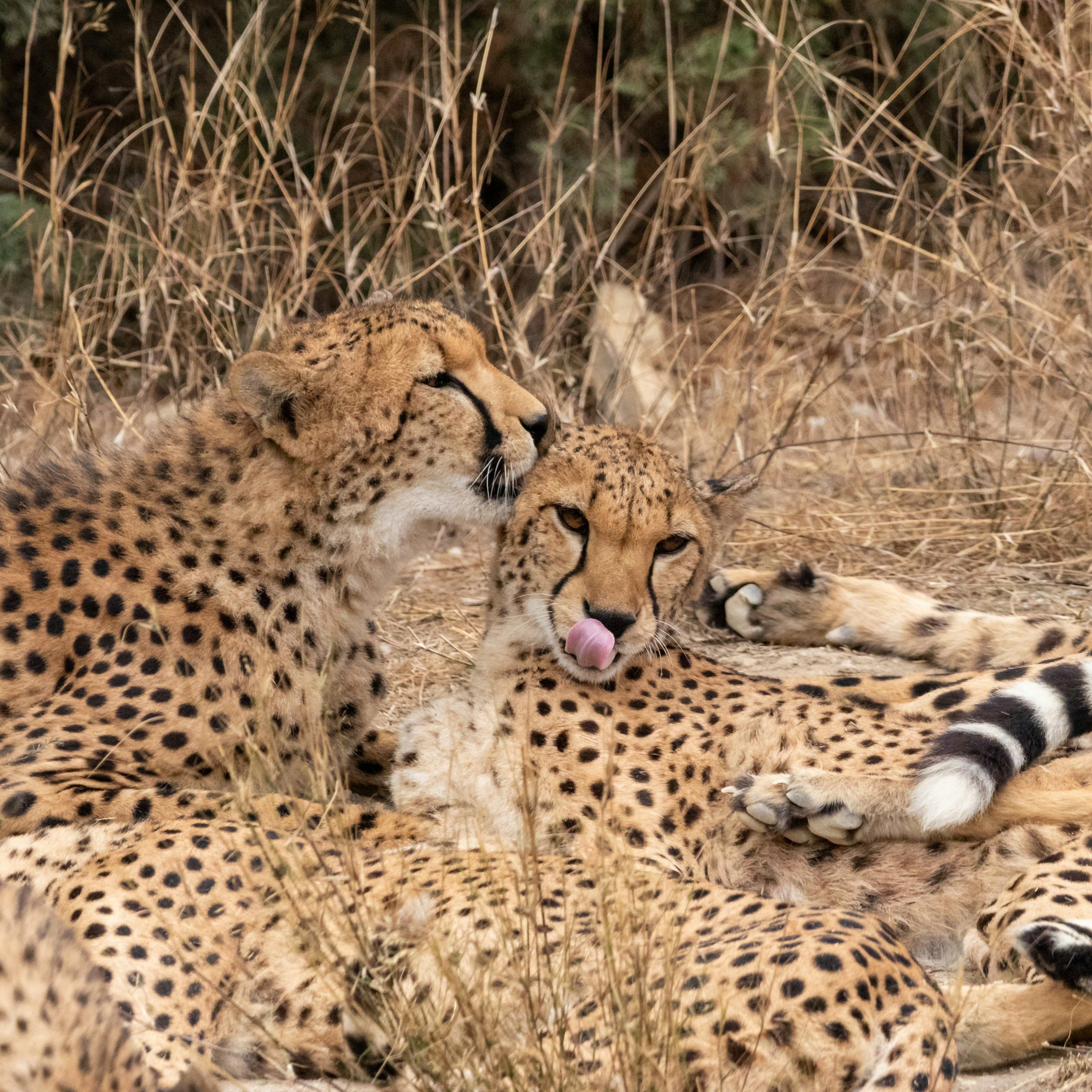 a couple of cheetah laying on top of a dry grass field